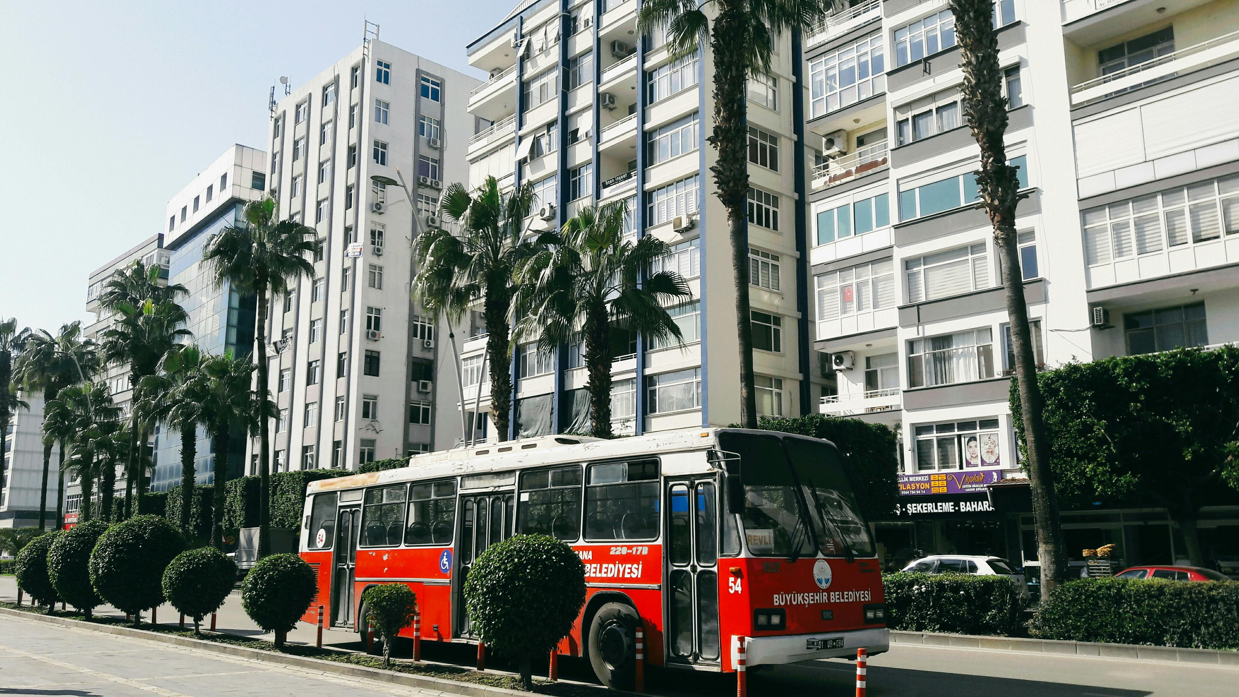 Bus on Street with Palm Trees · Free Stock Photo