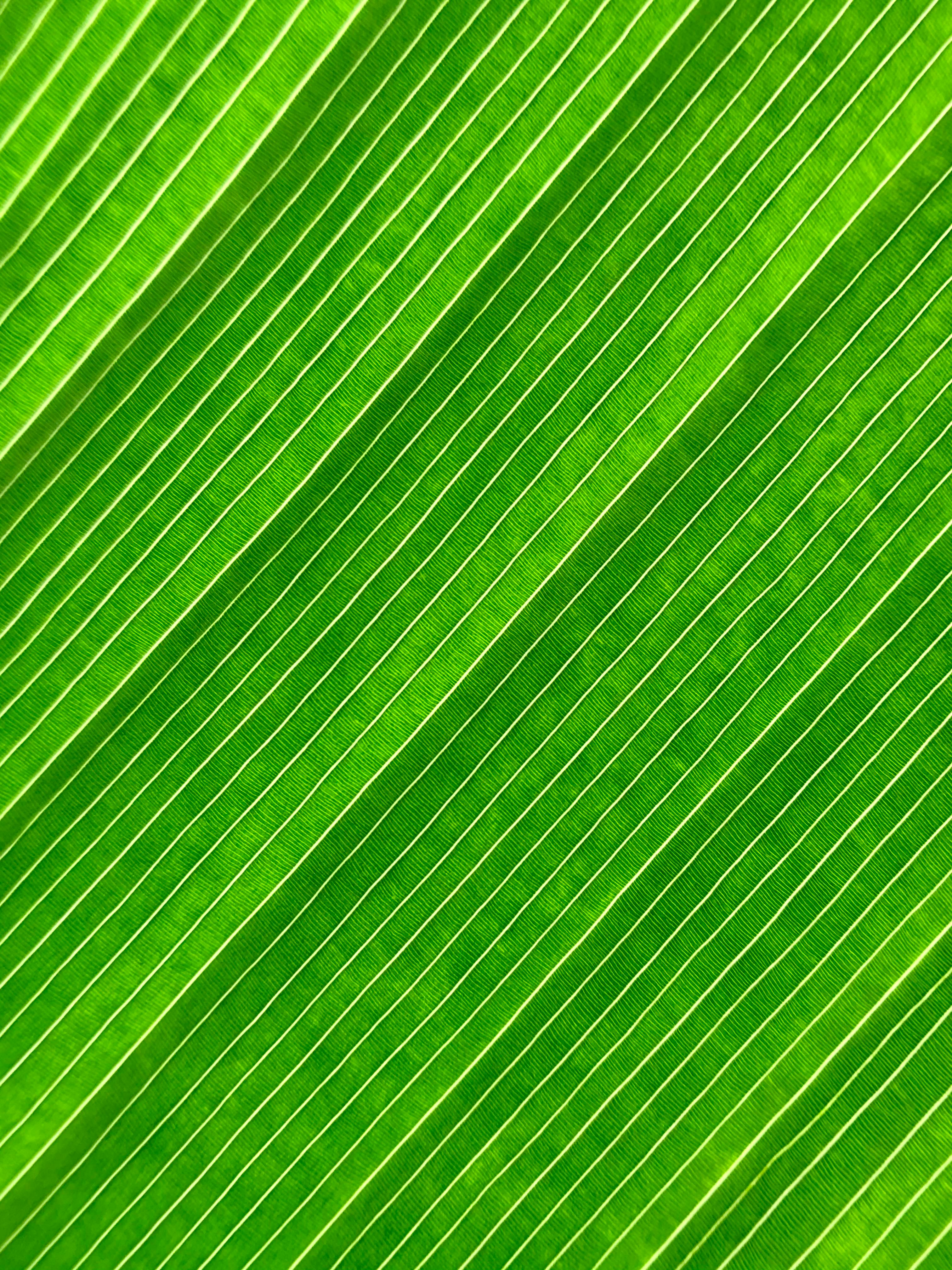 Close-Up Shot of a Green Textile · Free Stock Photo