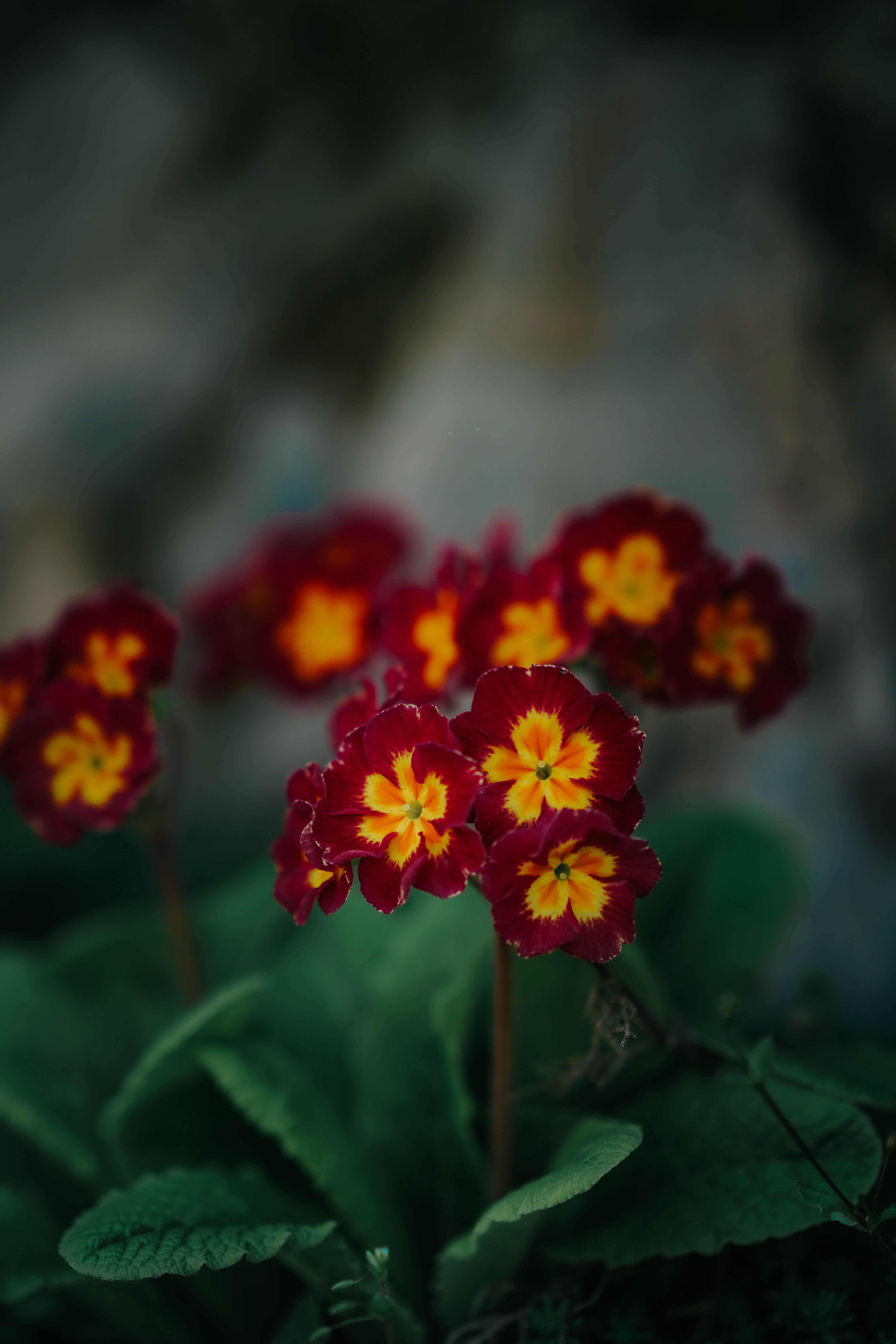Burgundy Flowers Photos, Download The BEST Free Burgundy Flowers Stock ...