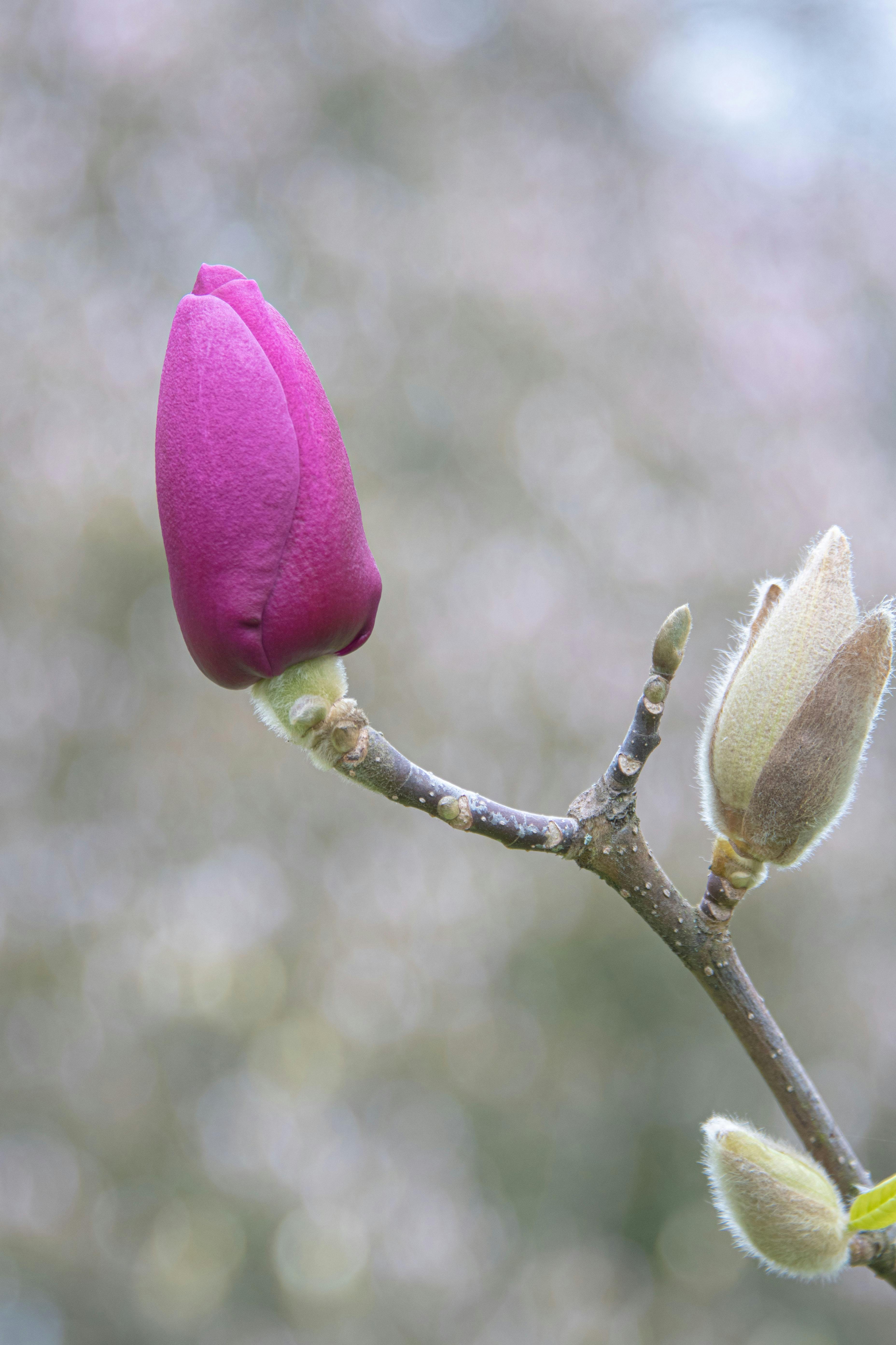 Close Up Photo of Flower Buds · Free Stock Photo