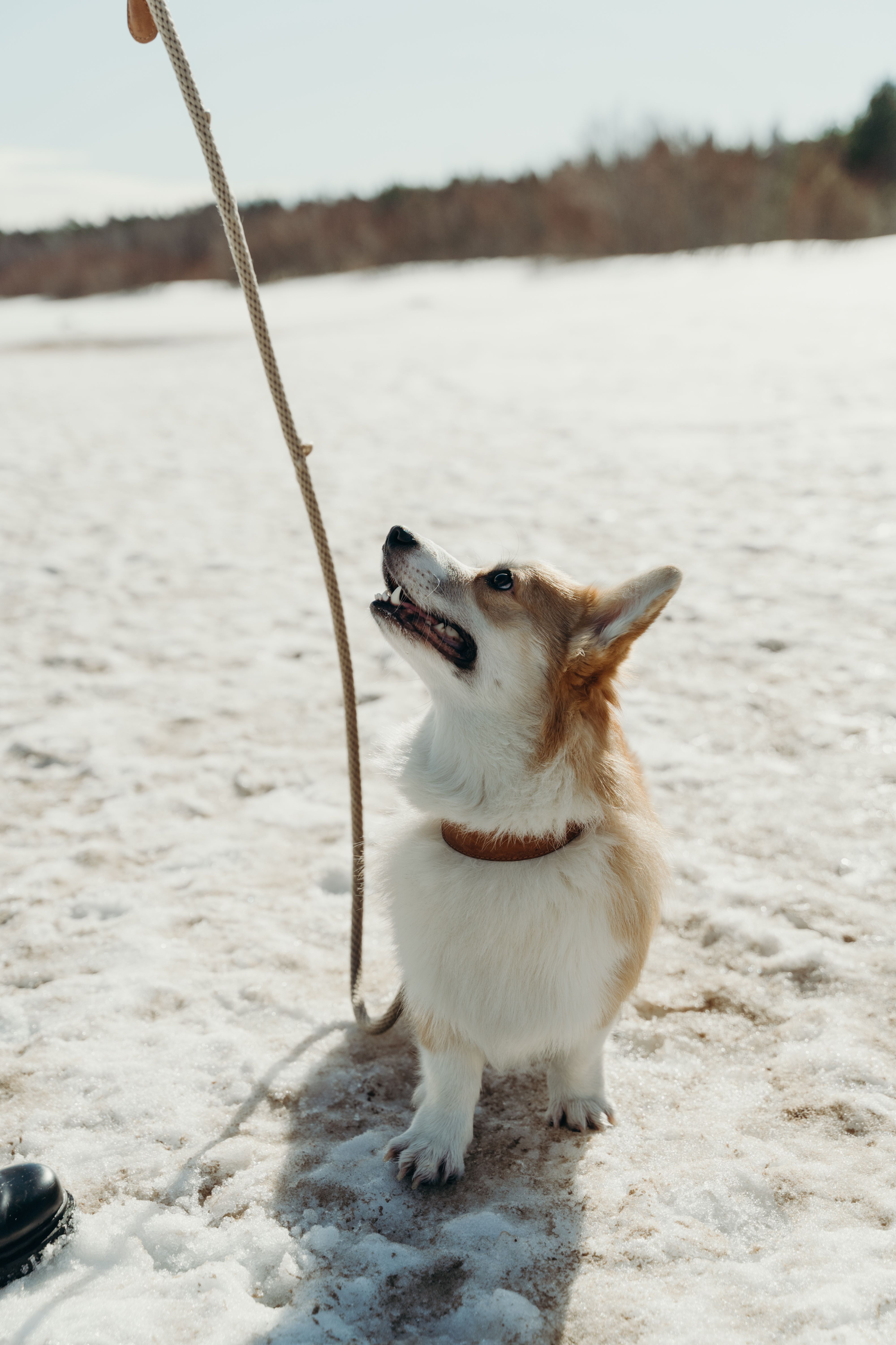 Dog Jumping on Snow Covered Ground · Free Stock Photo