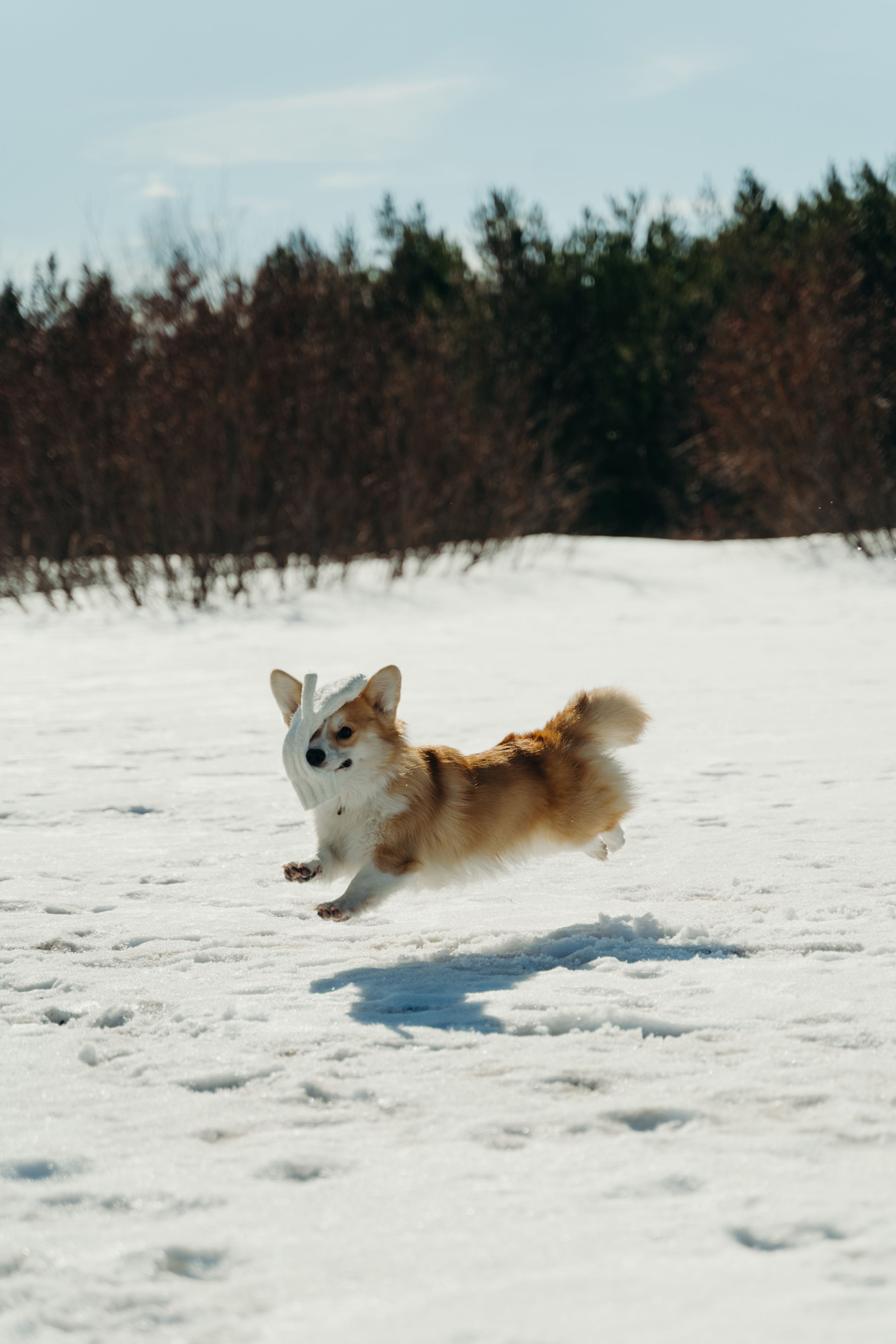 Dog Running on Snow Covered Ground · Free Stock Photo