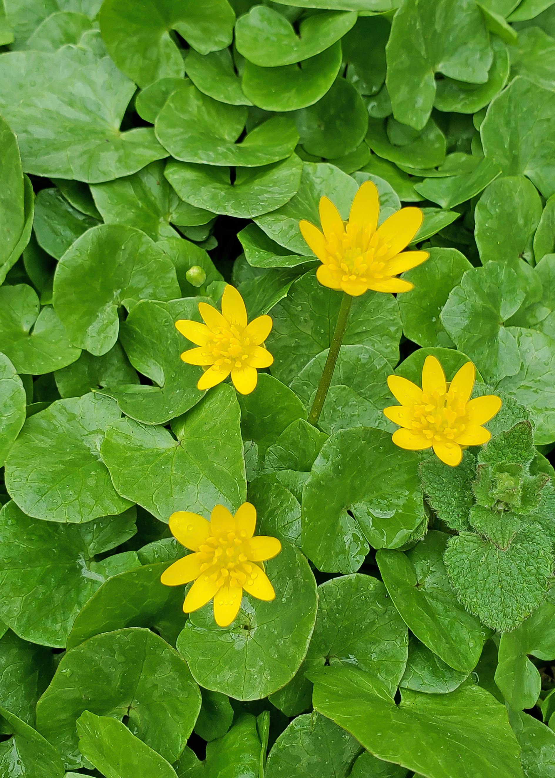 Pikture Gallery · Photography