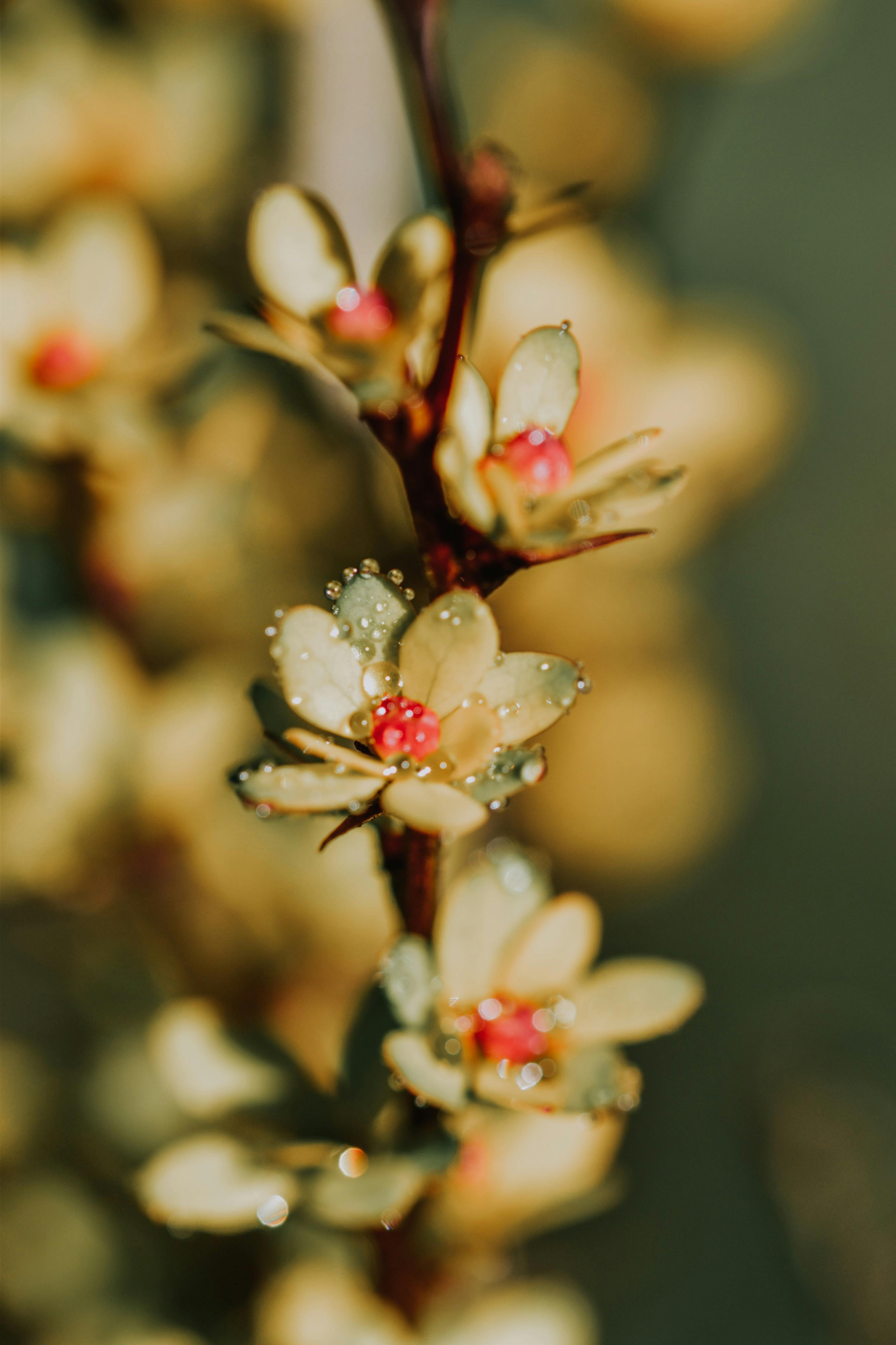 Pink Manuka Flower Growing on Green Grass Field · Free Stock Photo