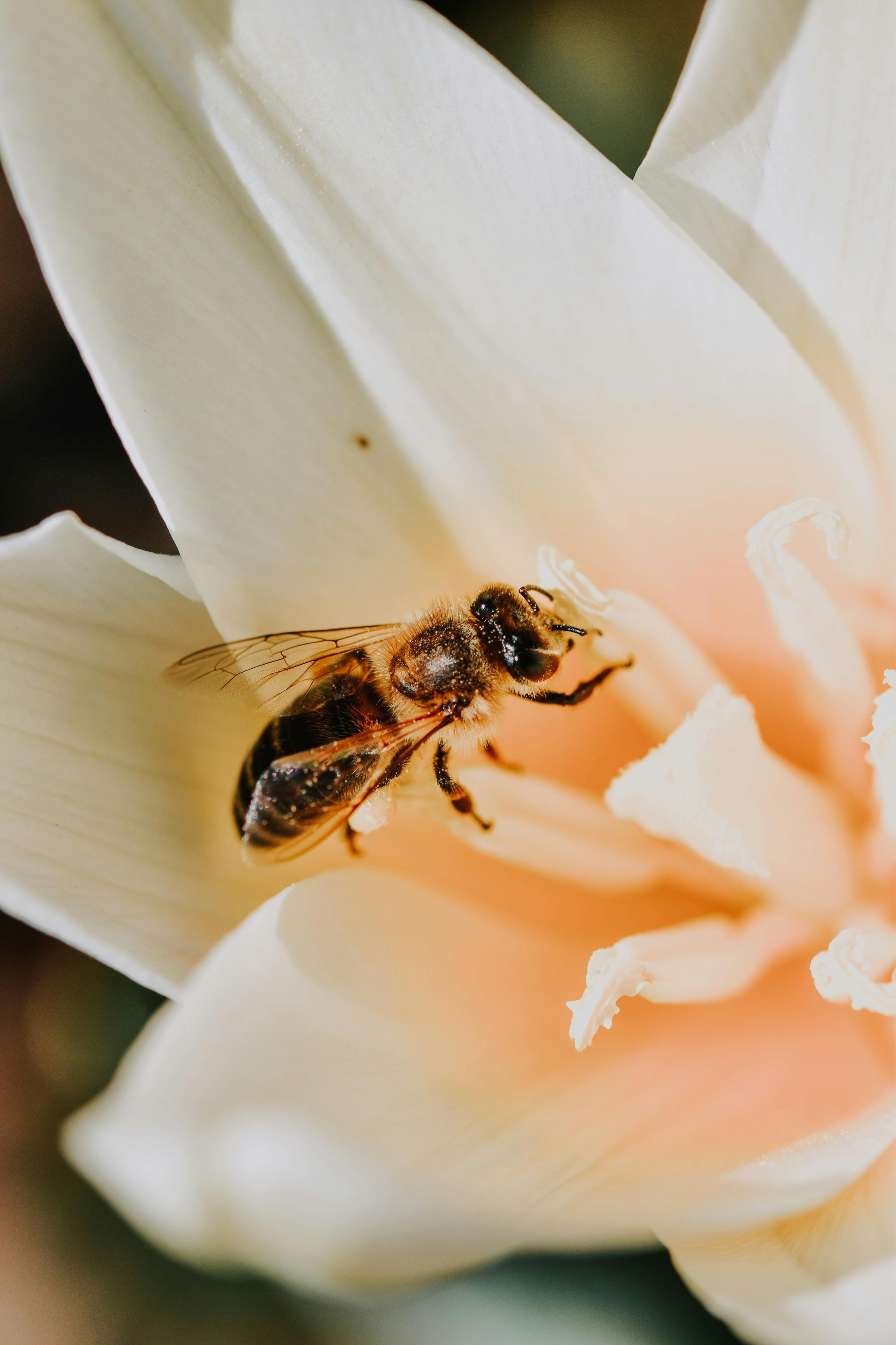 Bee during Pollination · Free Stock Photo