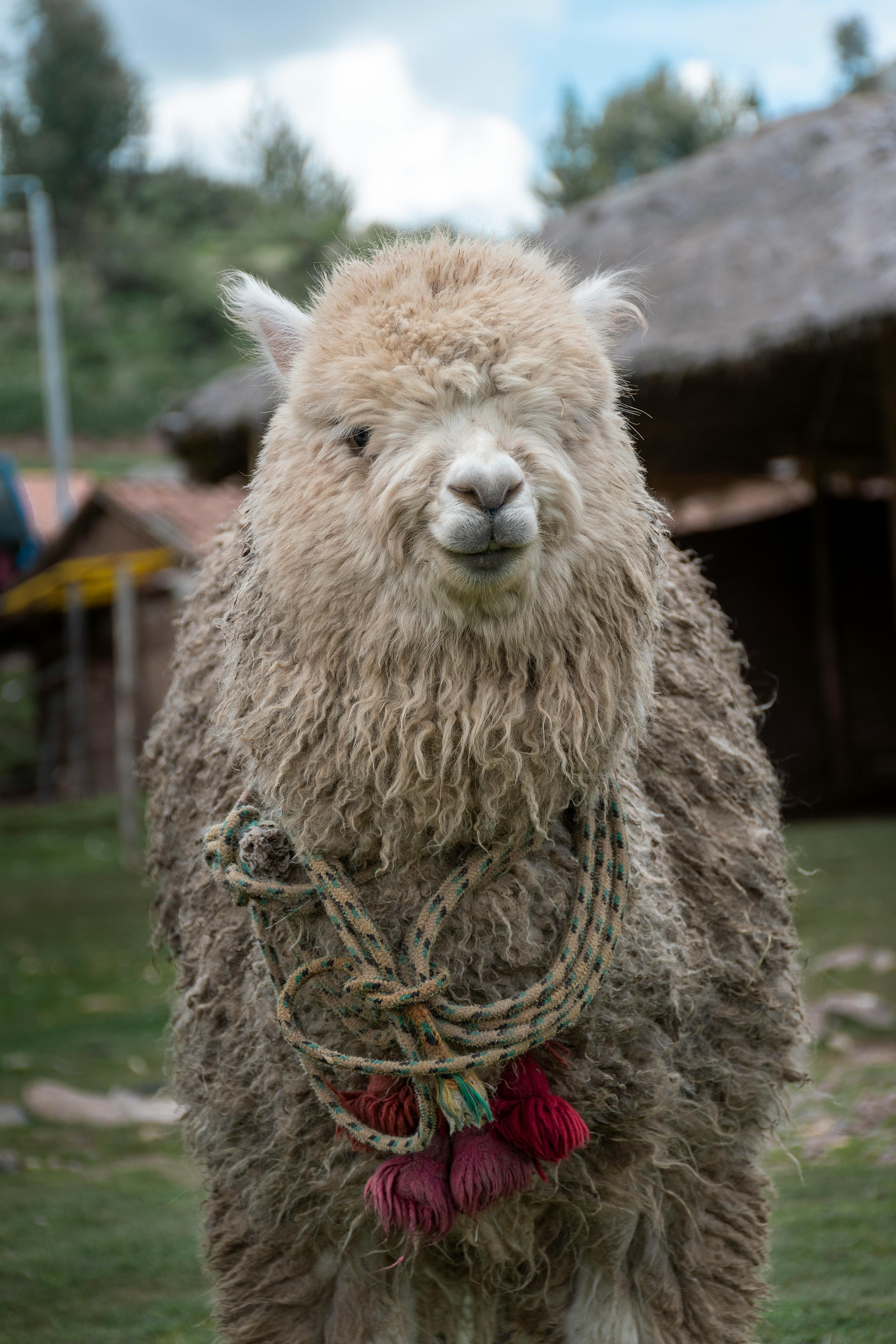 Photo Of Huacaya Alpaca · Free Stock Photo