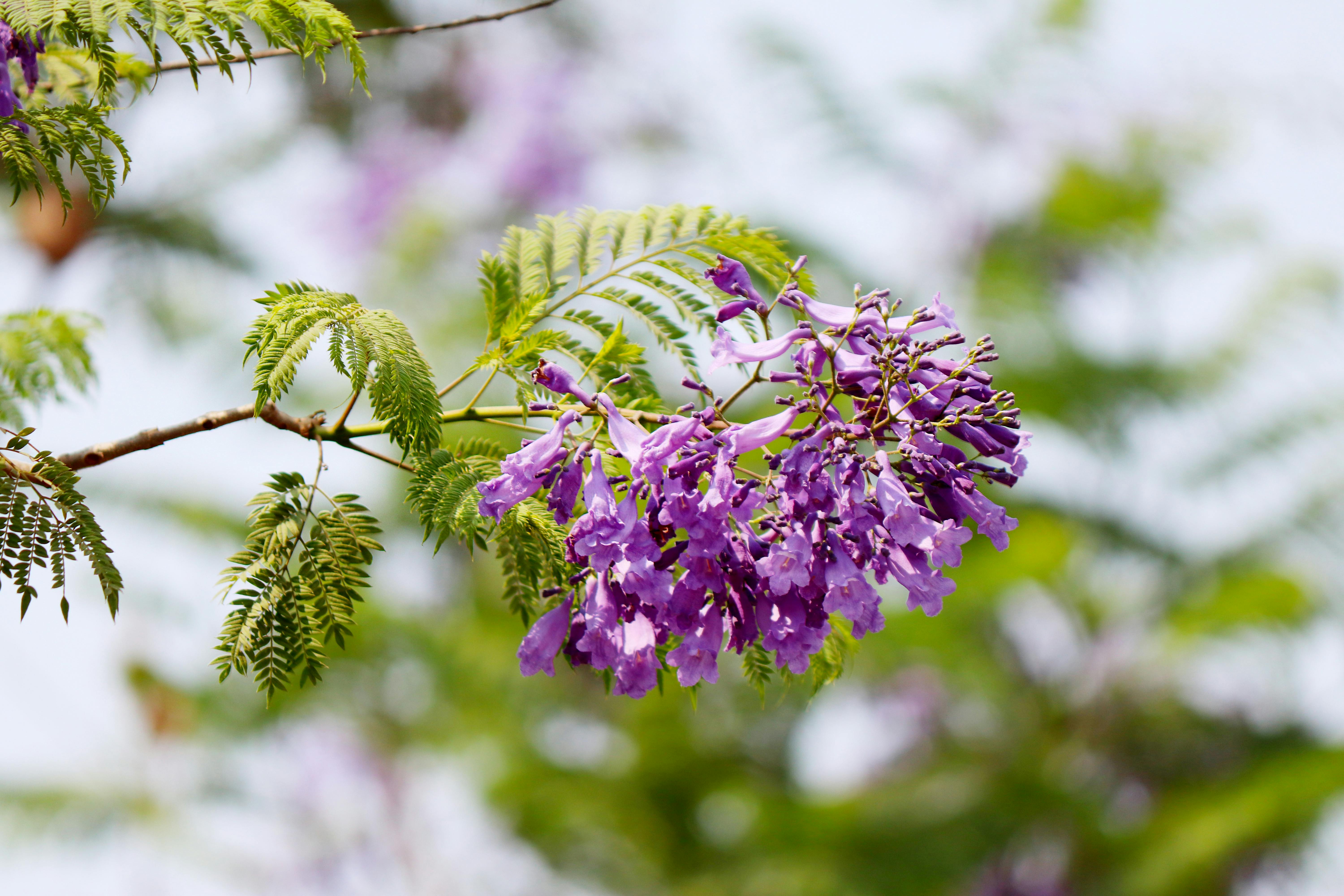 Purple Leaf Tree · Free Stock Photo