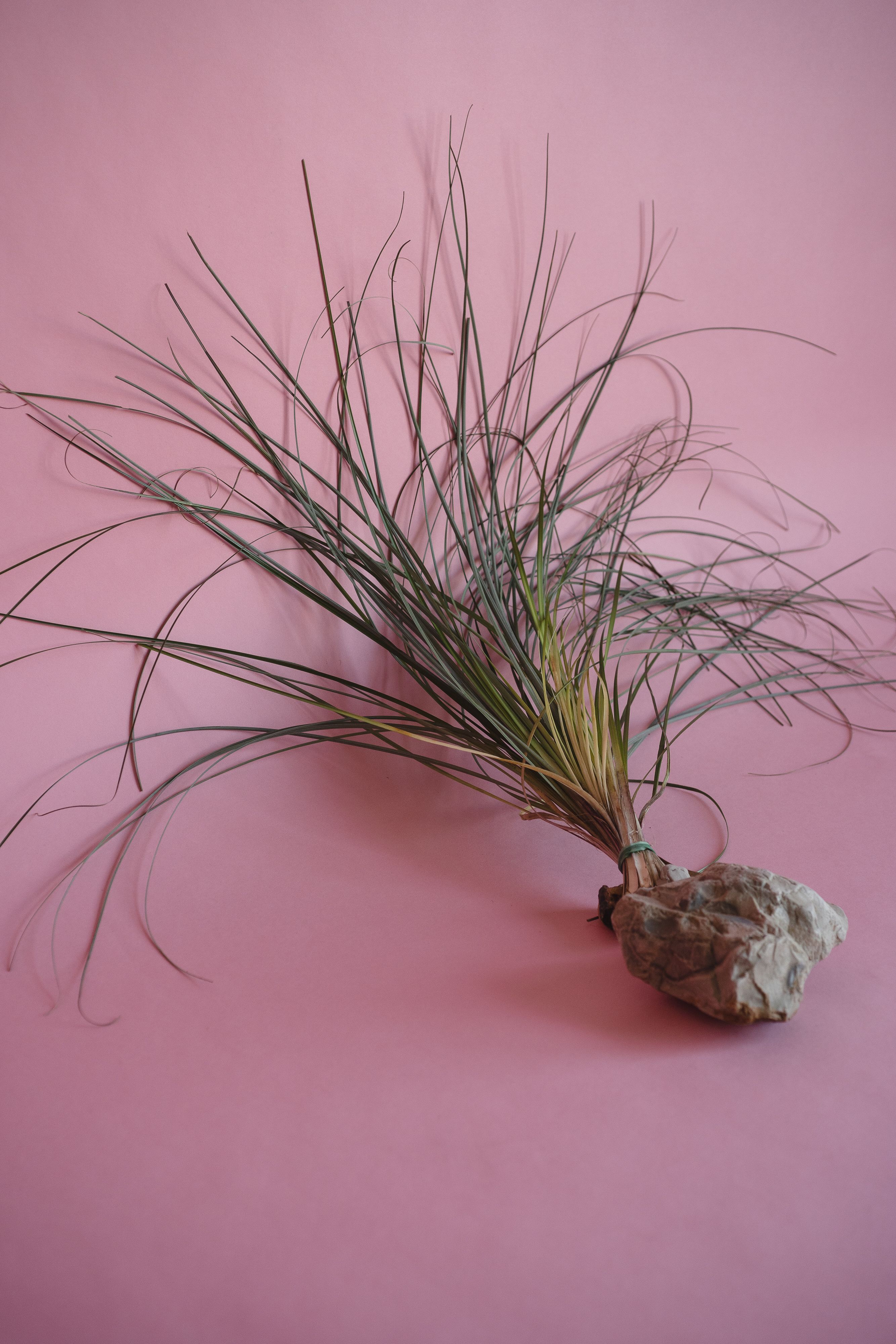 Thin Leaves Photos, Download Free Thin Leaves Stock Photos & HD Images