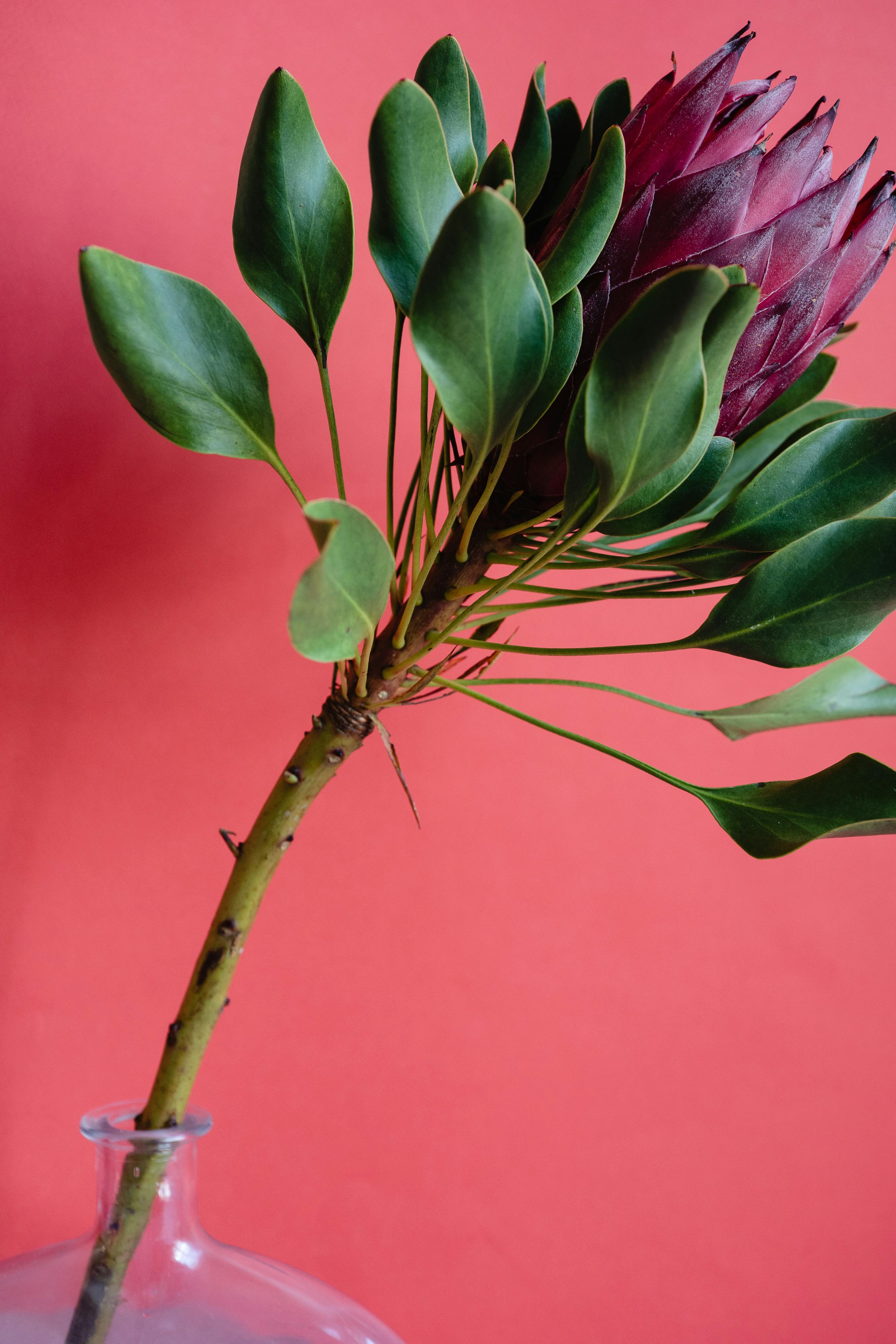 Protea Photos, Download The BEST Free Protea Stock Photos & HD Images