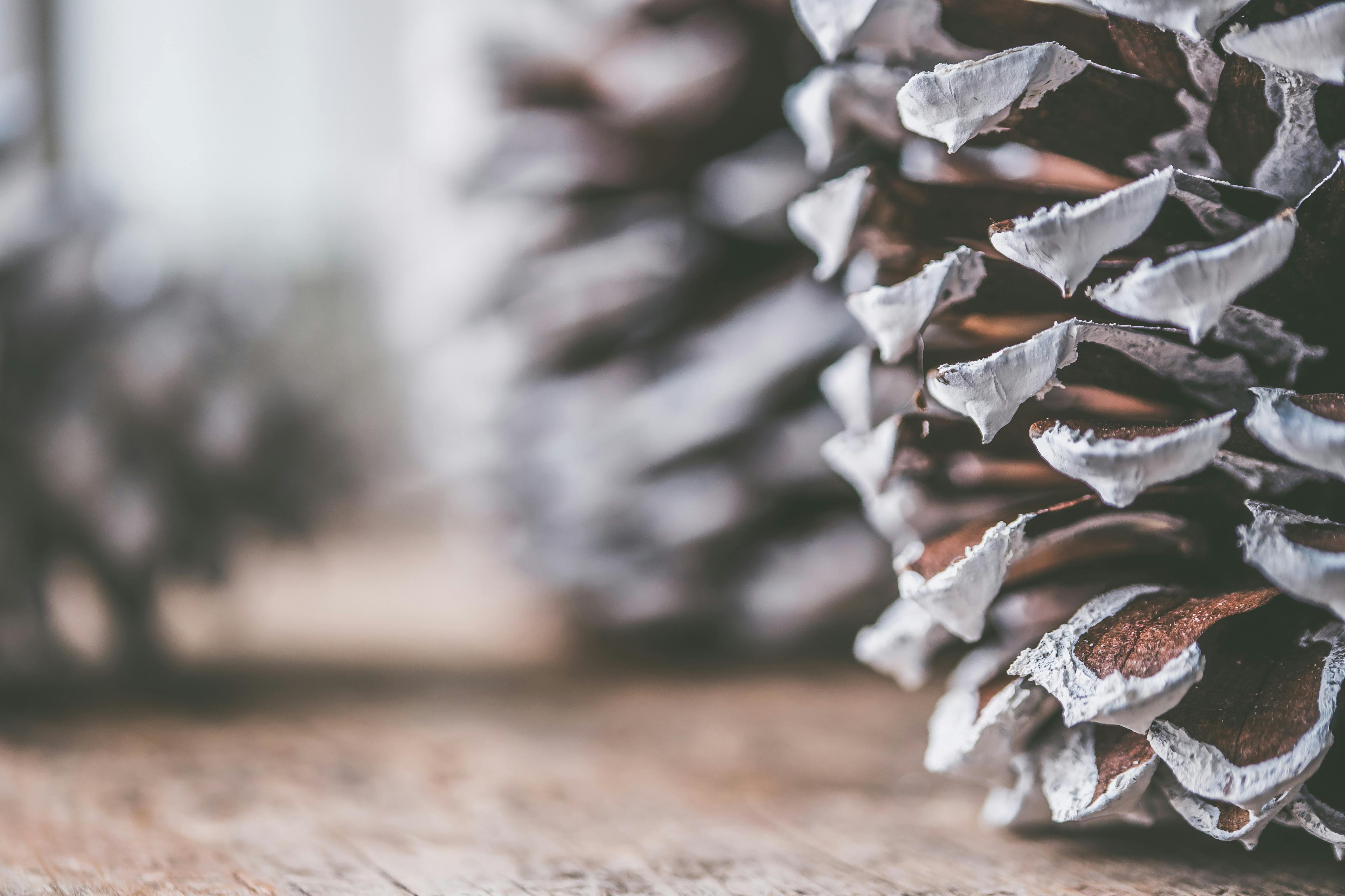 Brown and Gray Decorative Pine Cone · Free Stock Photo