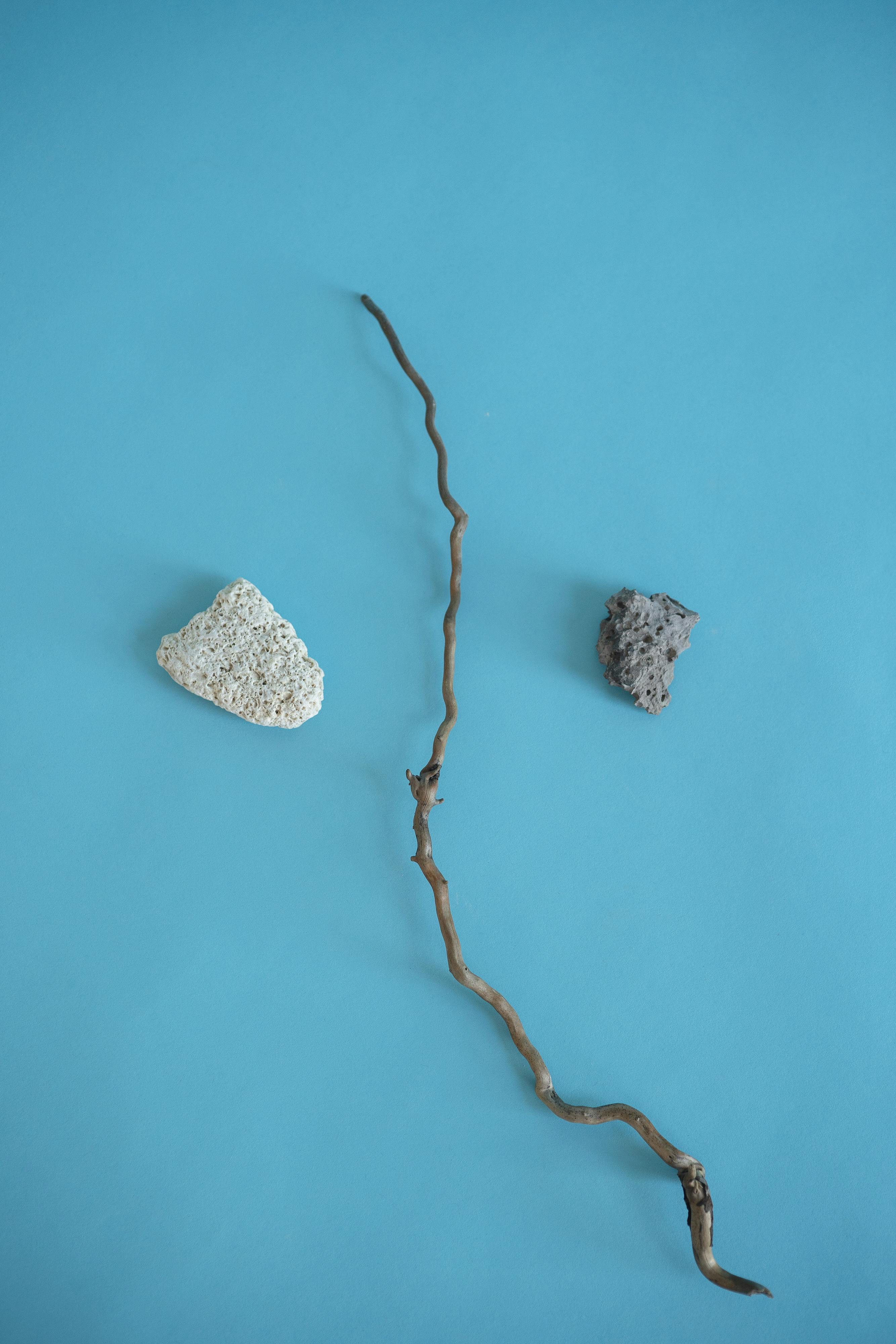 Life Root Photos, Download The BEST Free Life Root Stock Photos & HD Images