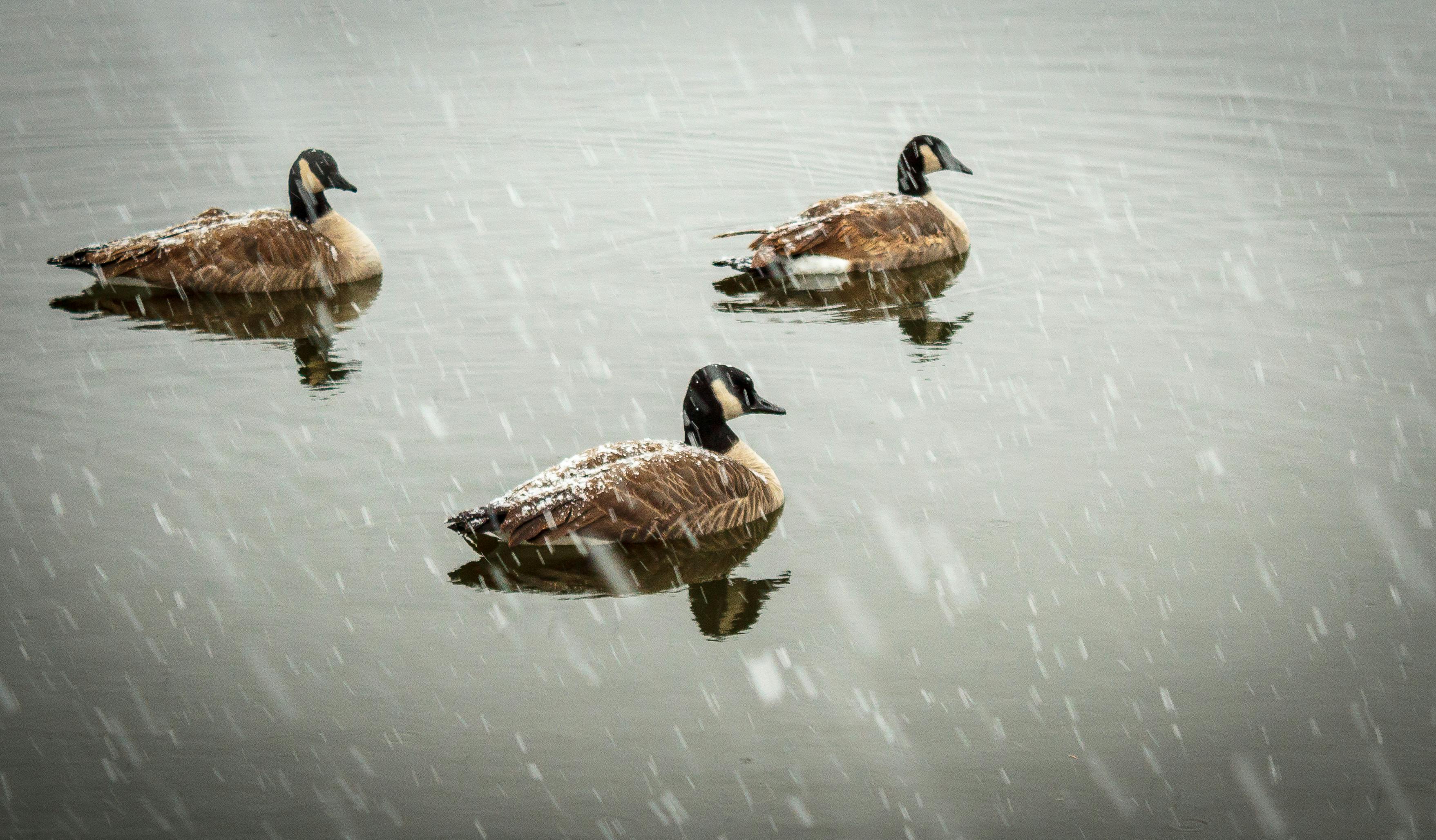 Free stock photo of animal, aquatic animal, beautiful