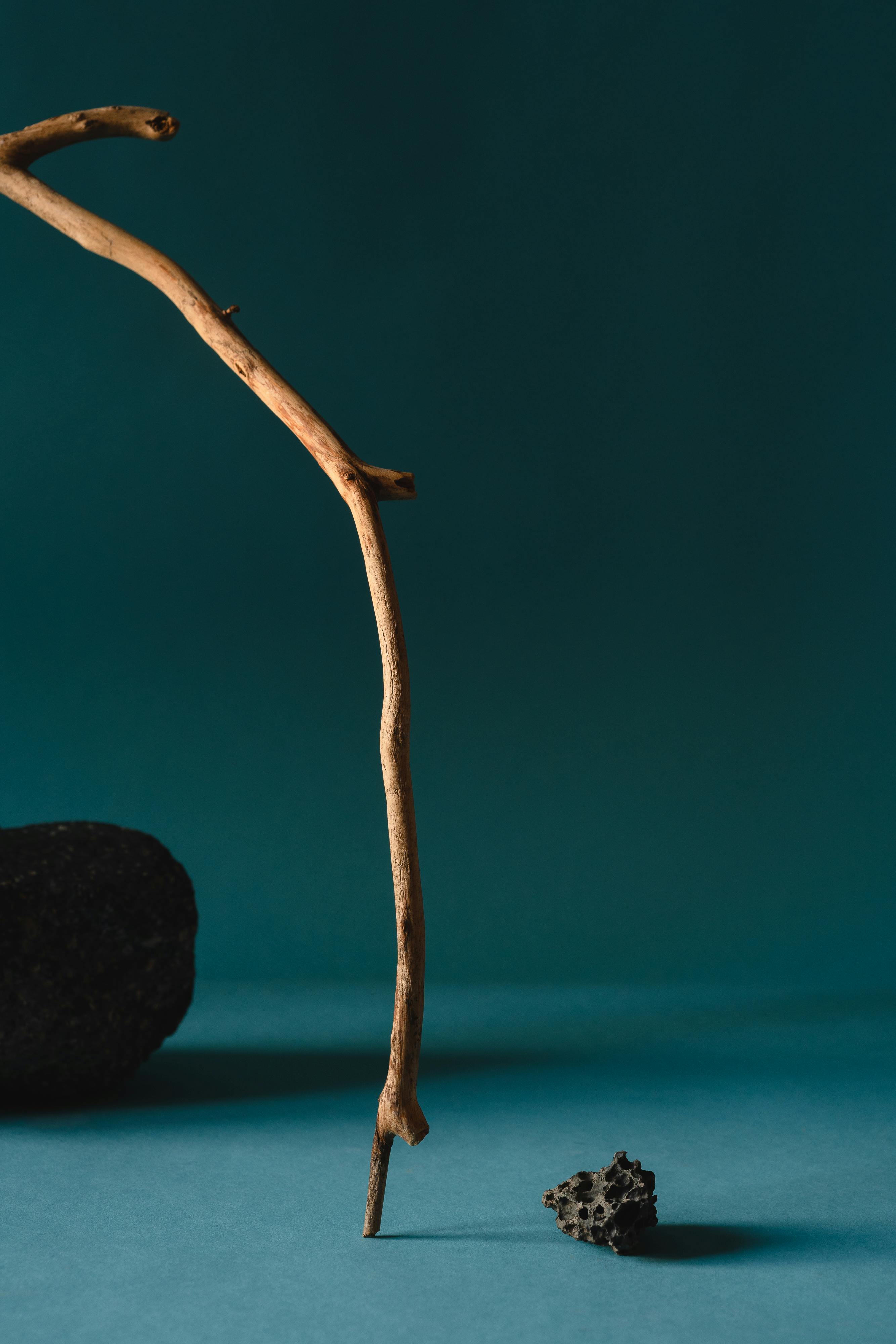 Brown Tree Branch Beside a Rock · Free Stock Photo