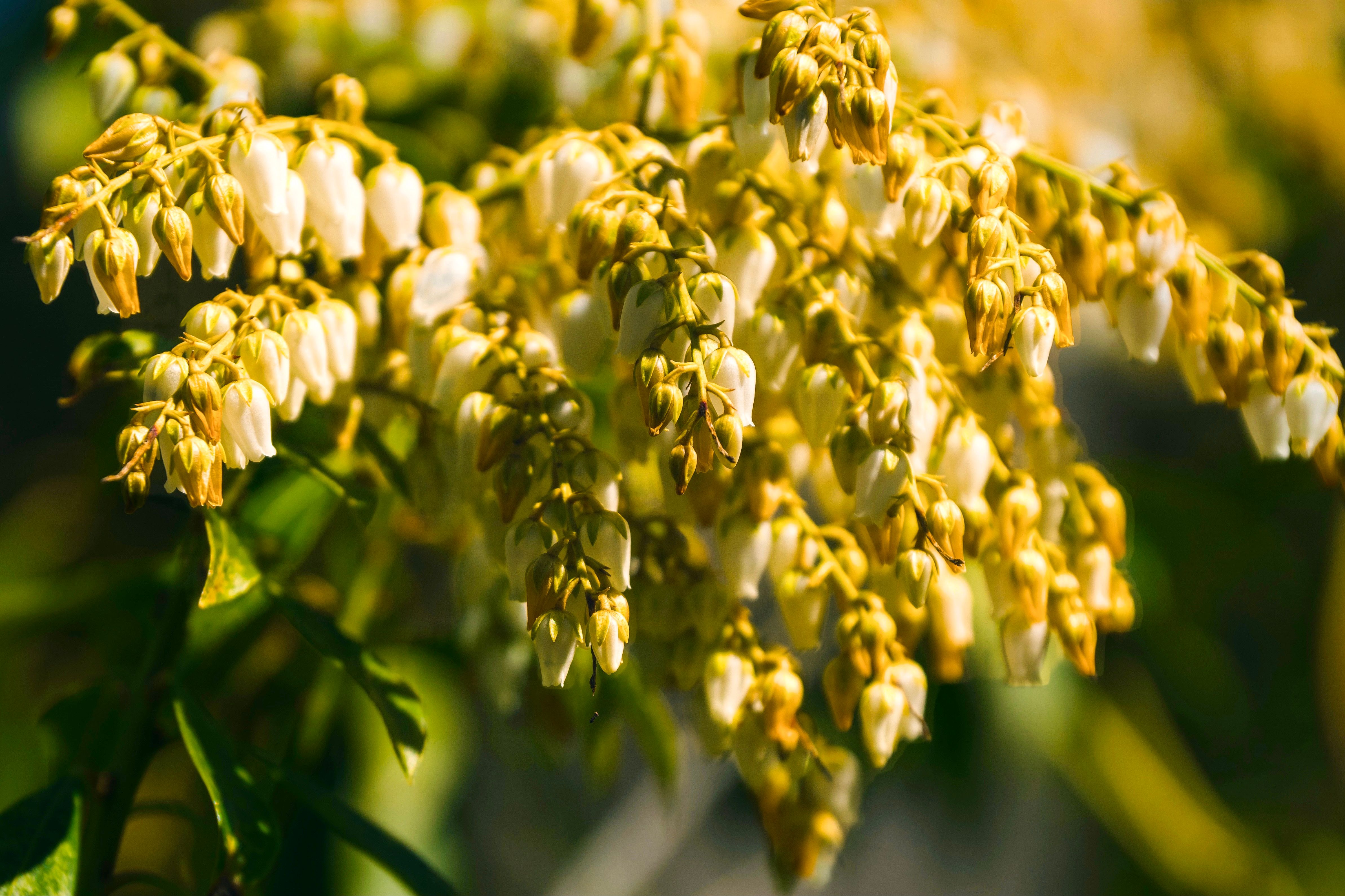 Close-Up Photo of Japanese Andromeda · Free Stock Photo