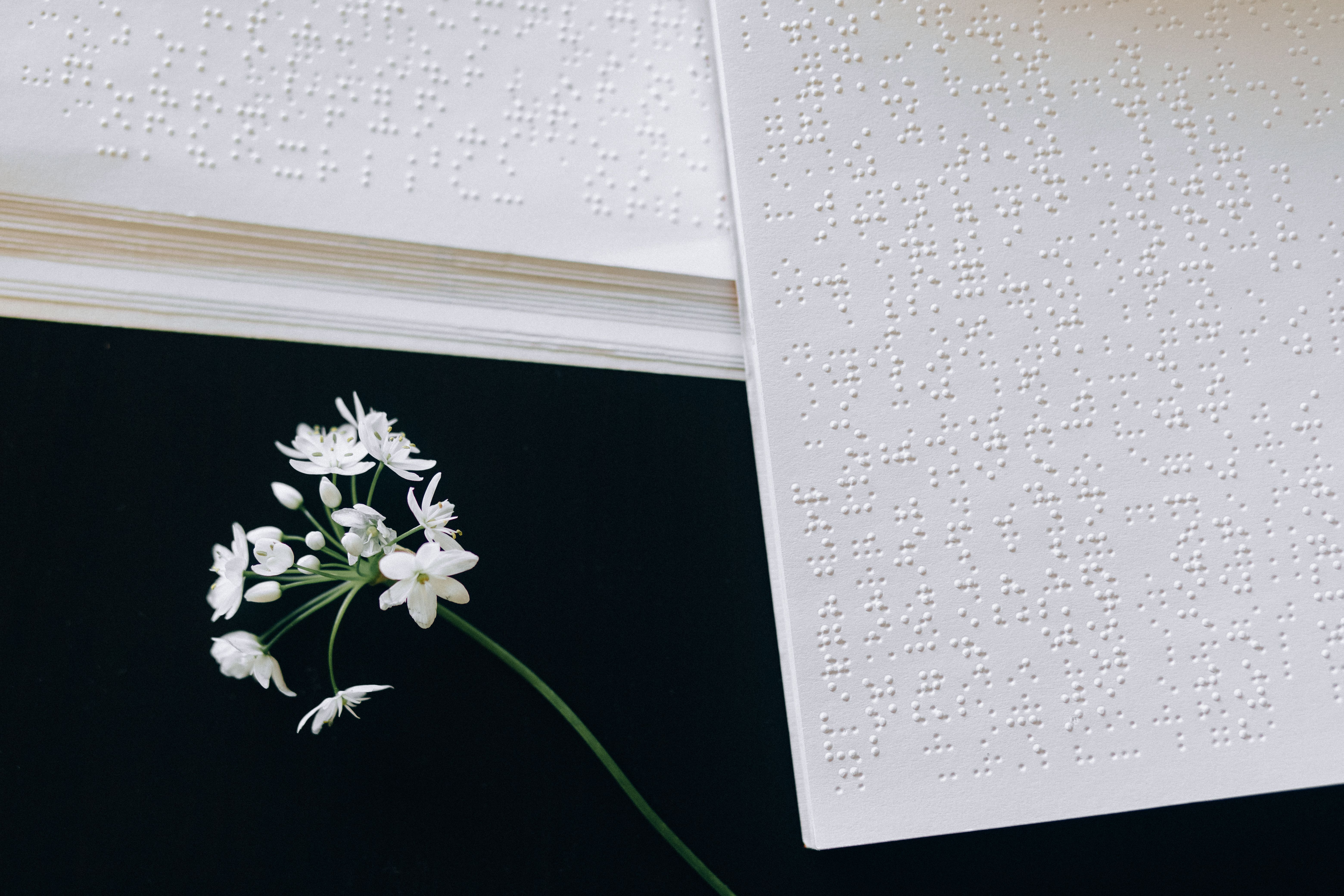 Top View of a White Flower and Braille Book · Free Stock Photo