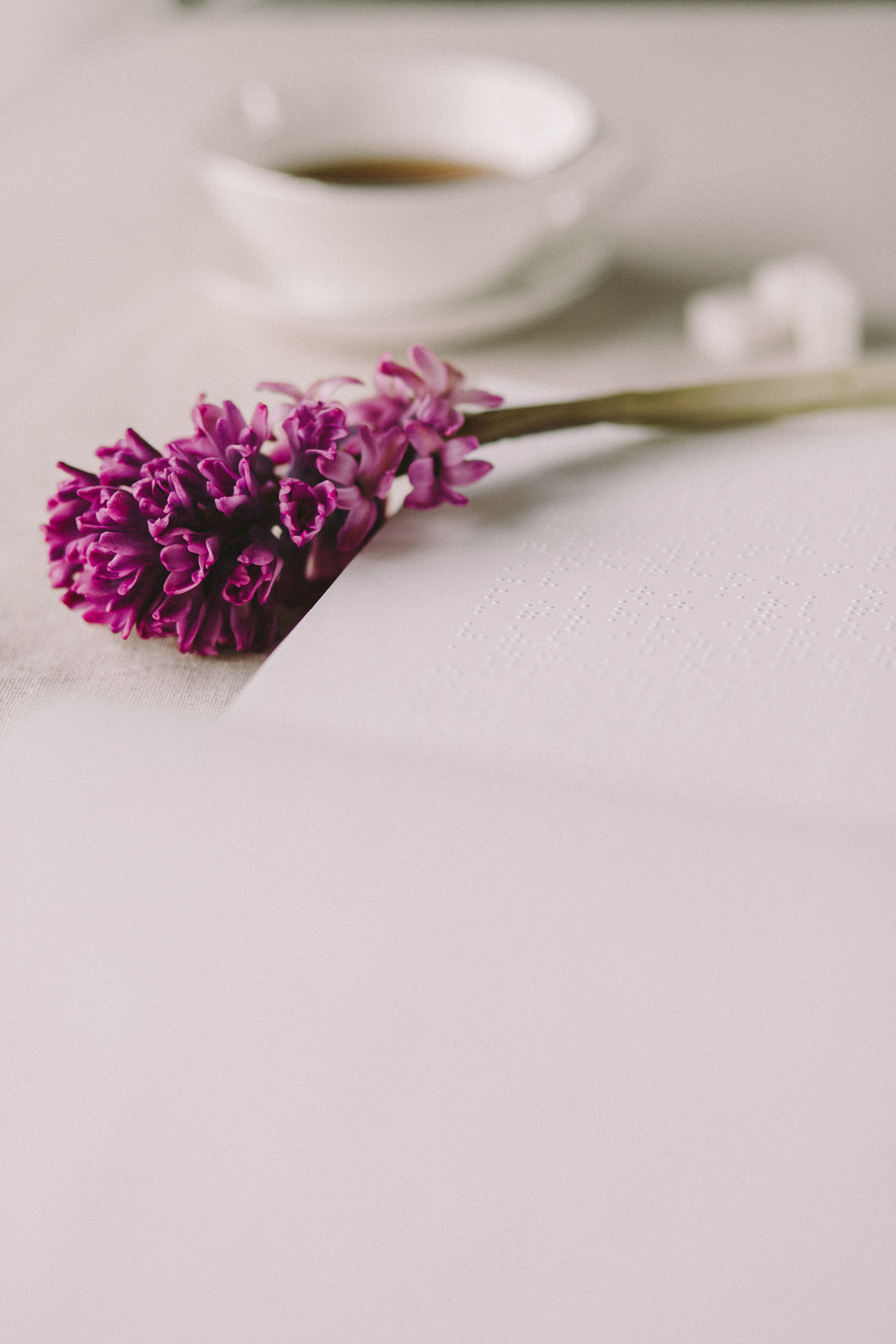 A Purple Flower and Braille Book · Free Stock Photo