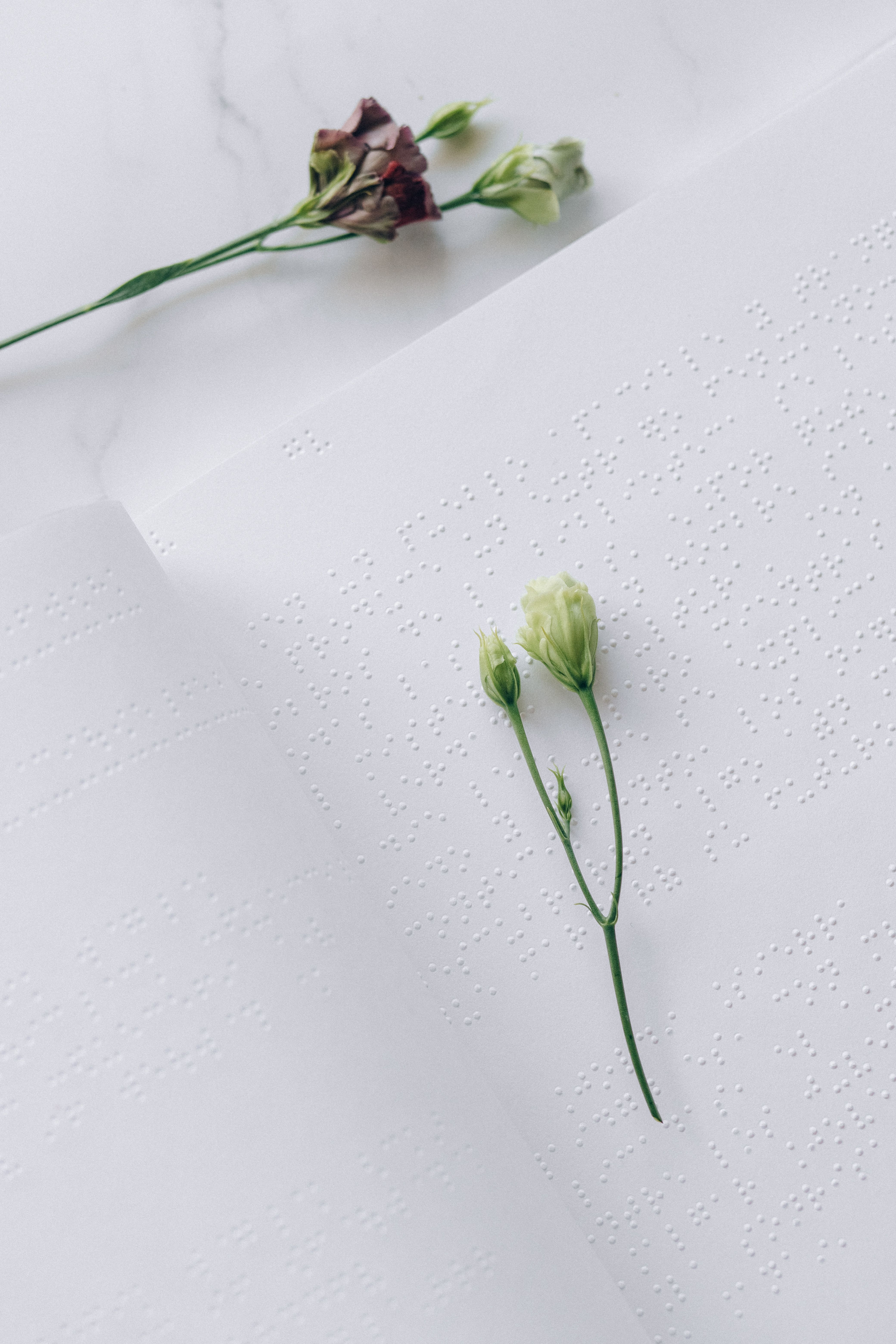 Top View of a Flower in the Braille Book · Free Stock Photo