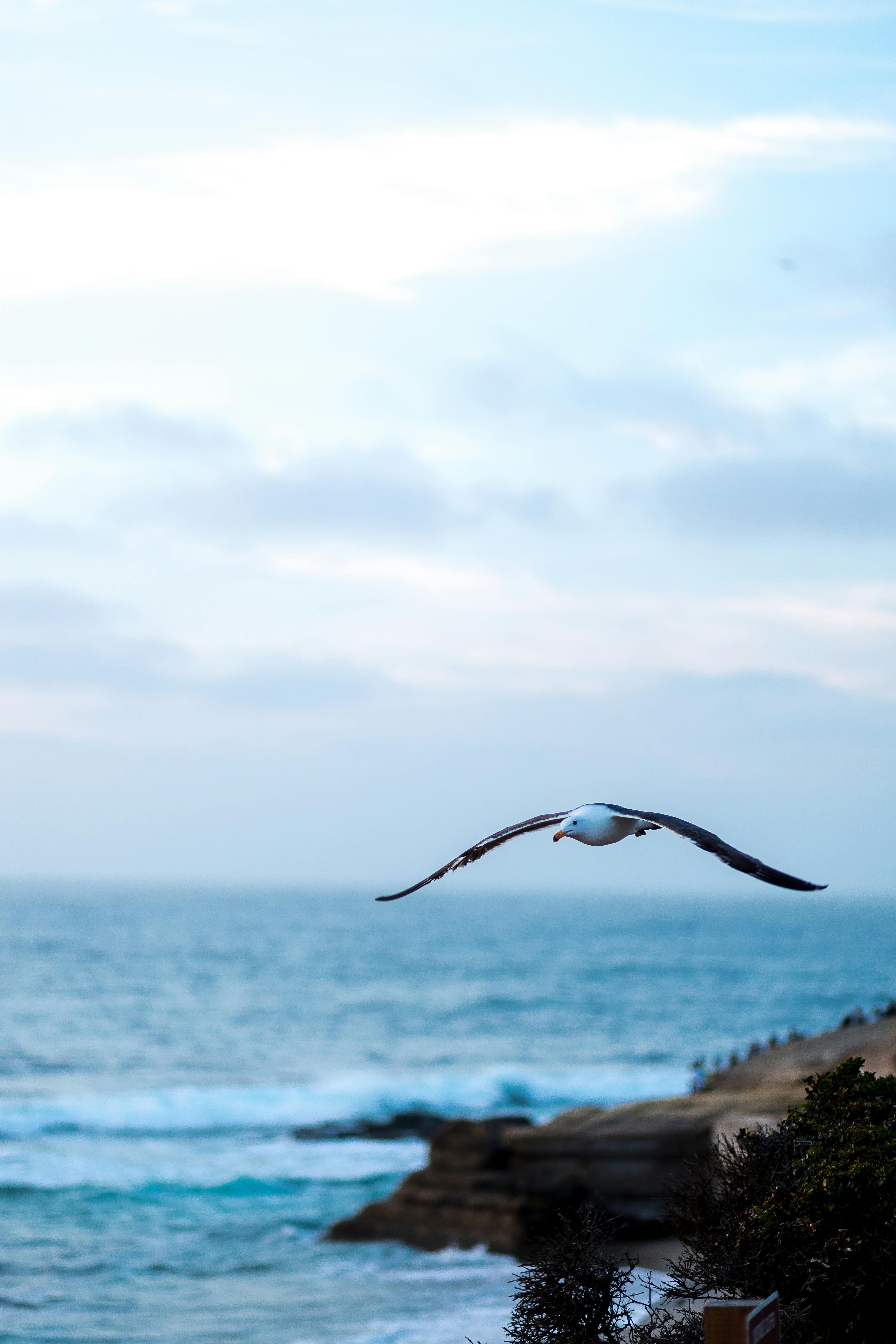 A White Bird Flying over the Sea · Free Stock Photo