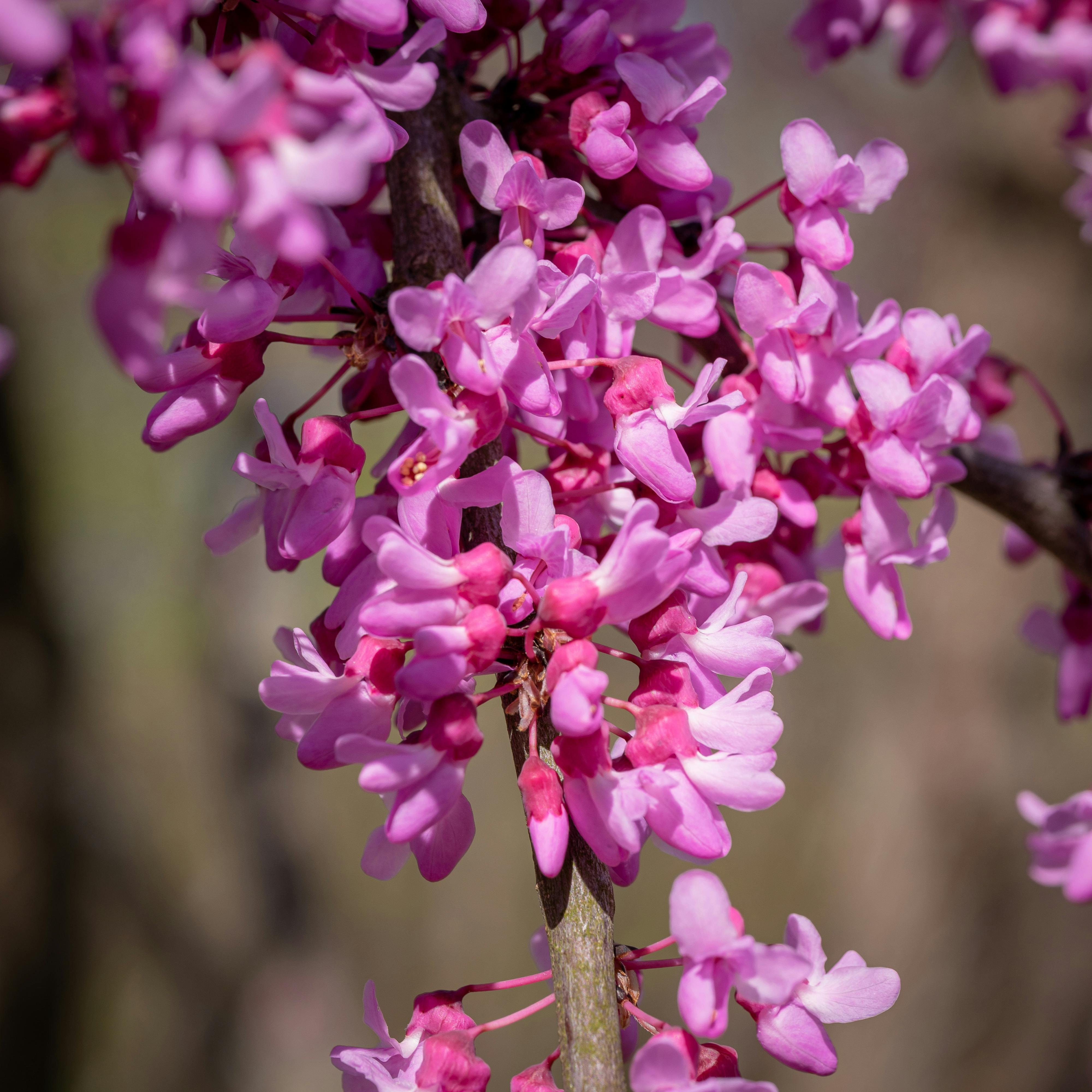 A Close-Up Shot of Eastern Redbud Flowers · Free Stock Photo
