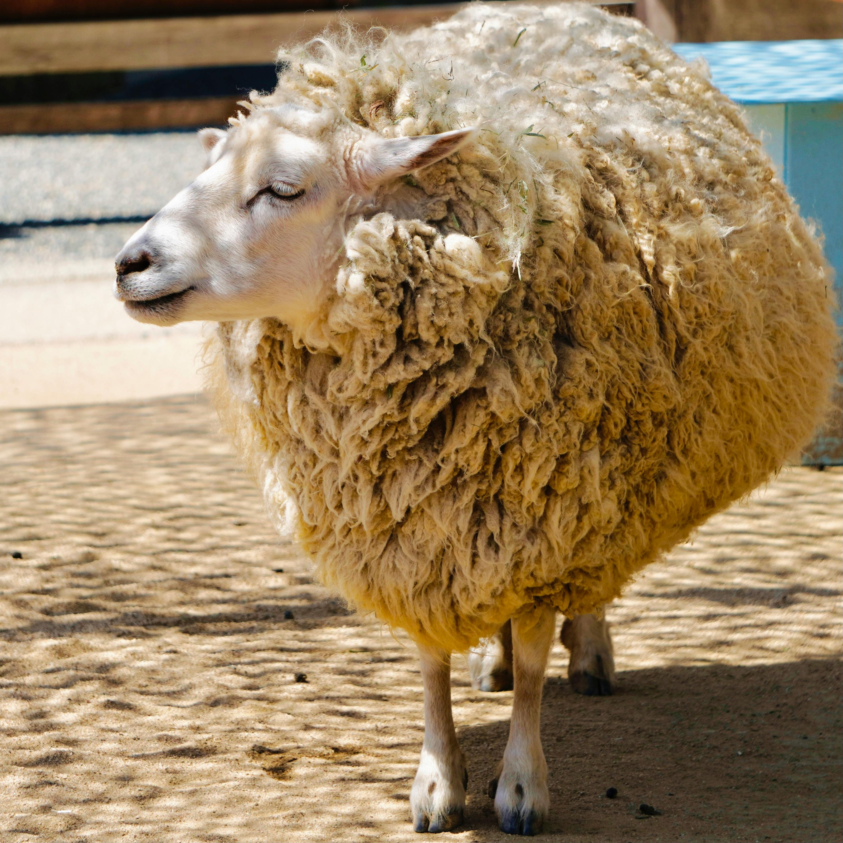 Foto de stock gratuita sobre animal, de cerca, fotografía de animales ...