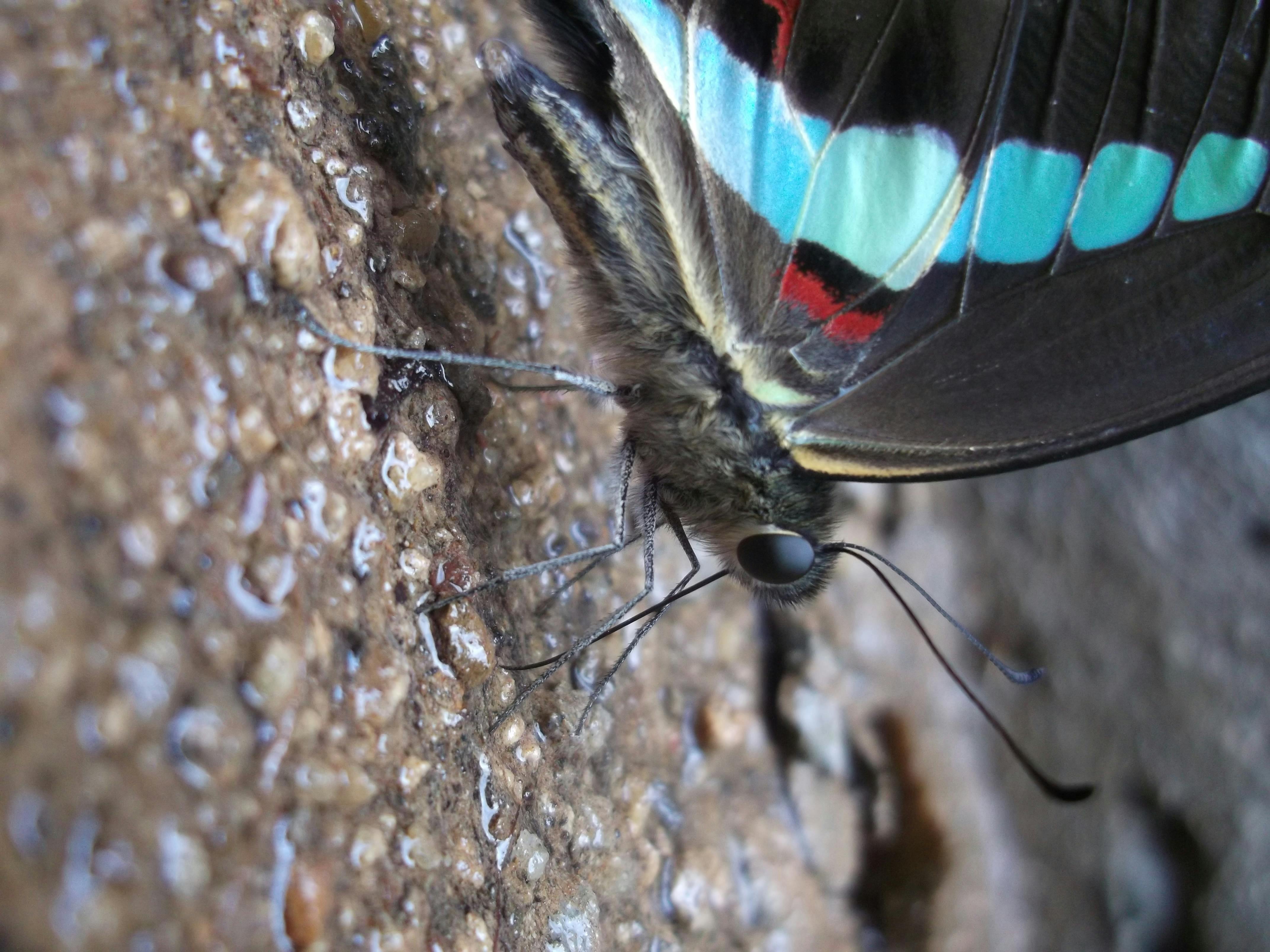 Free stock photo of butterfly