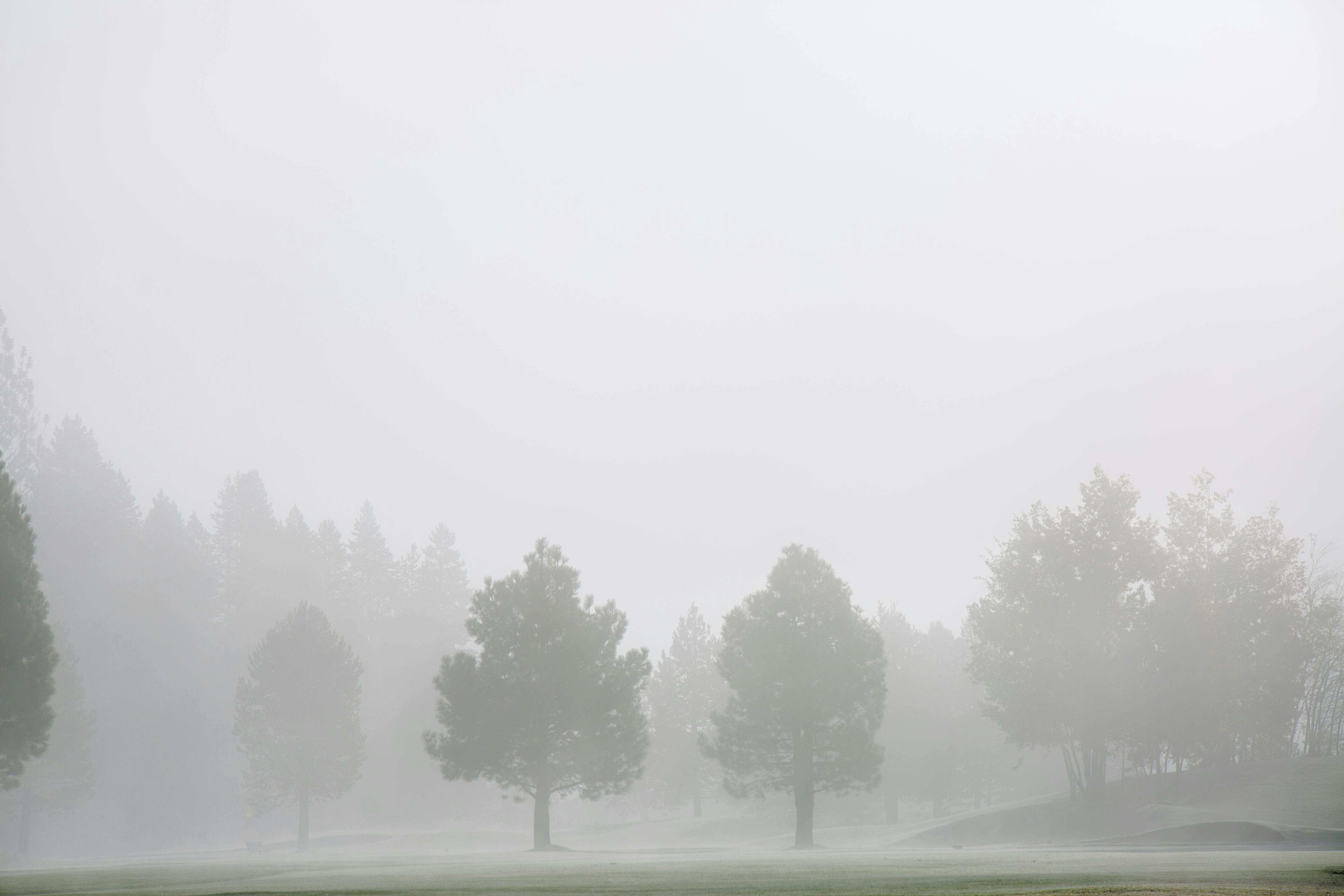 Green Grass Field With Trees and Fog · Free Stock Photo