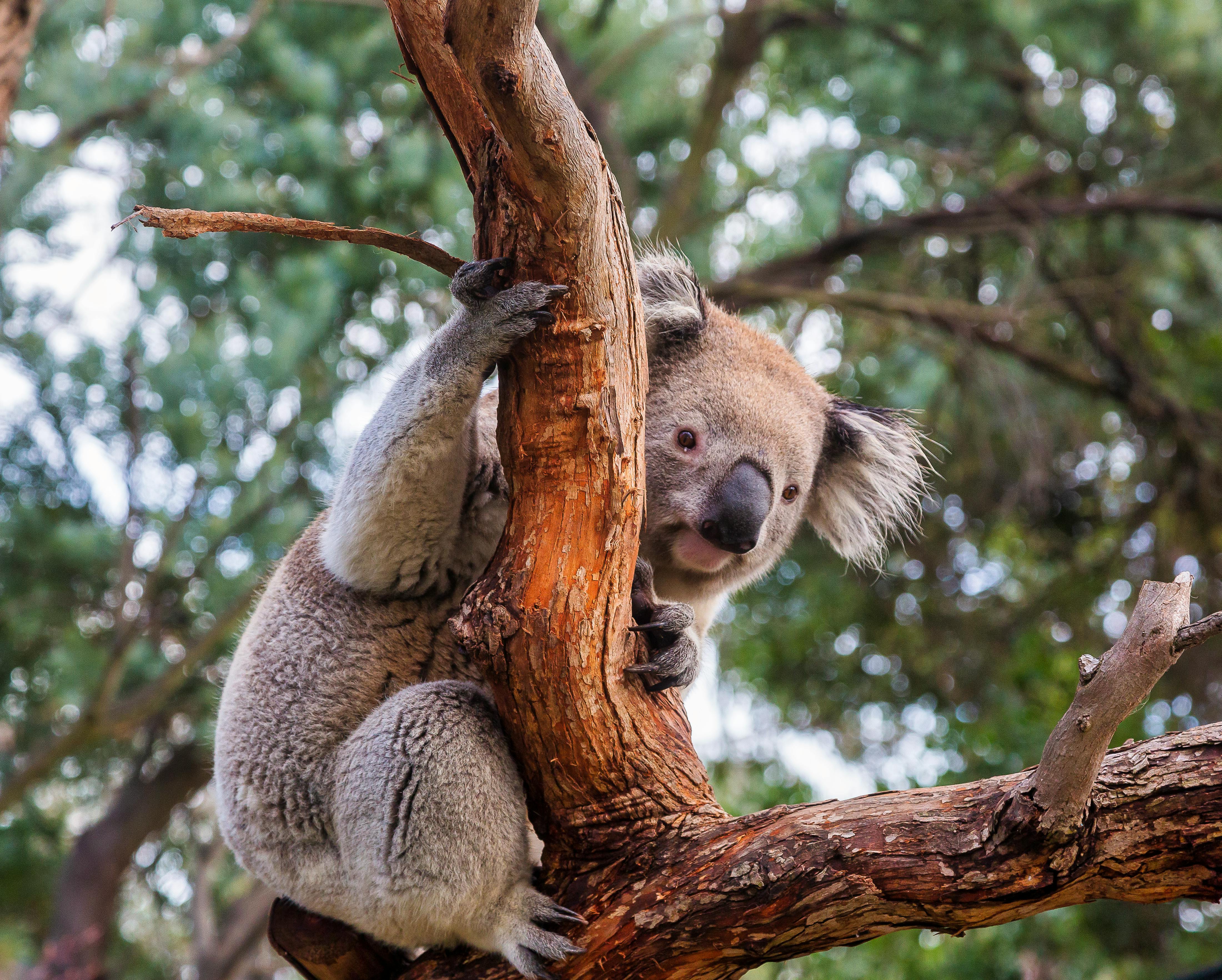 Koala on Tree · Free Stock Photo