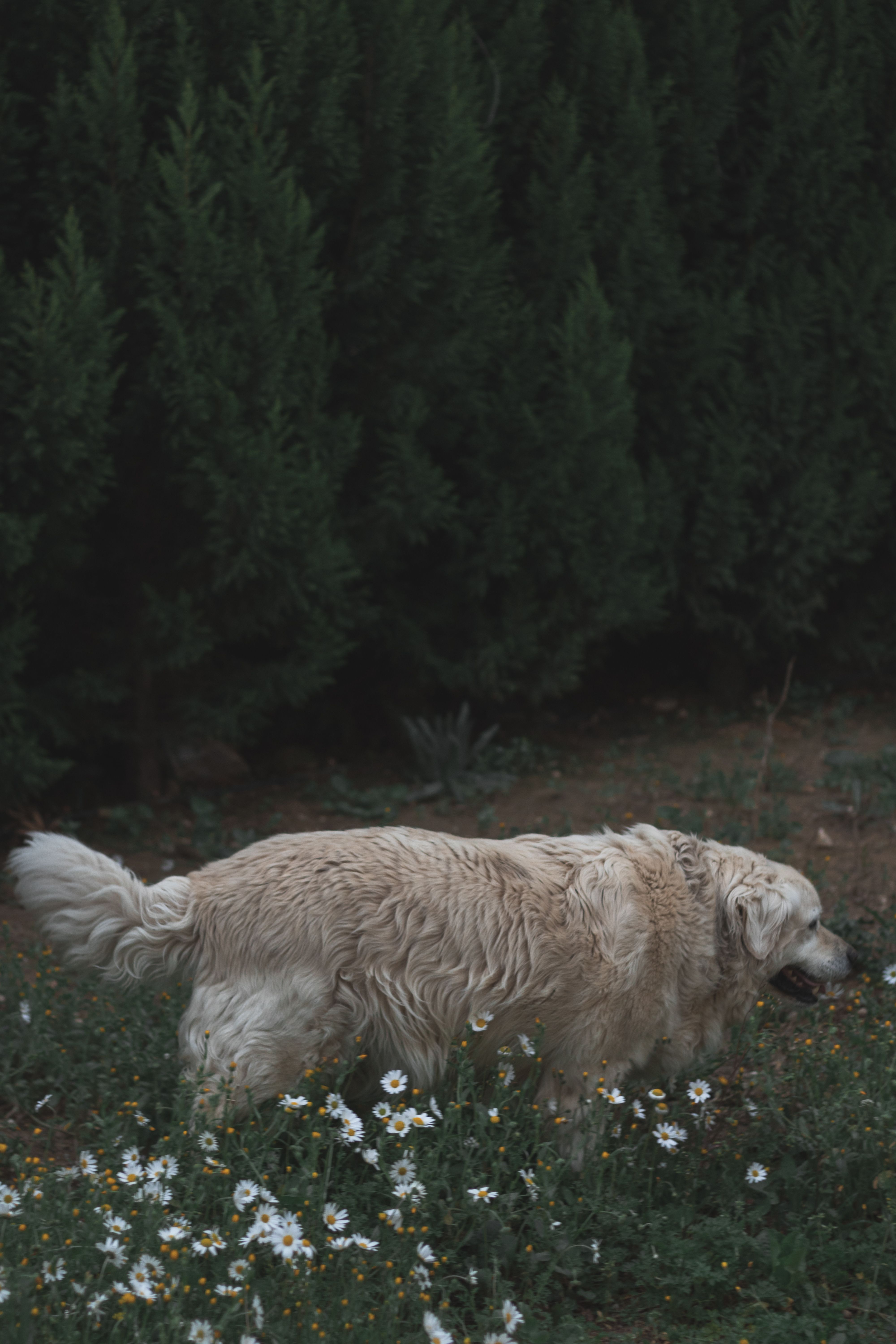 4k Wallpaper Derp Animals Photos, Download The BEST Free 4k Wallpaper ...