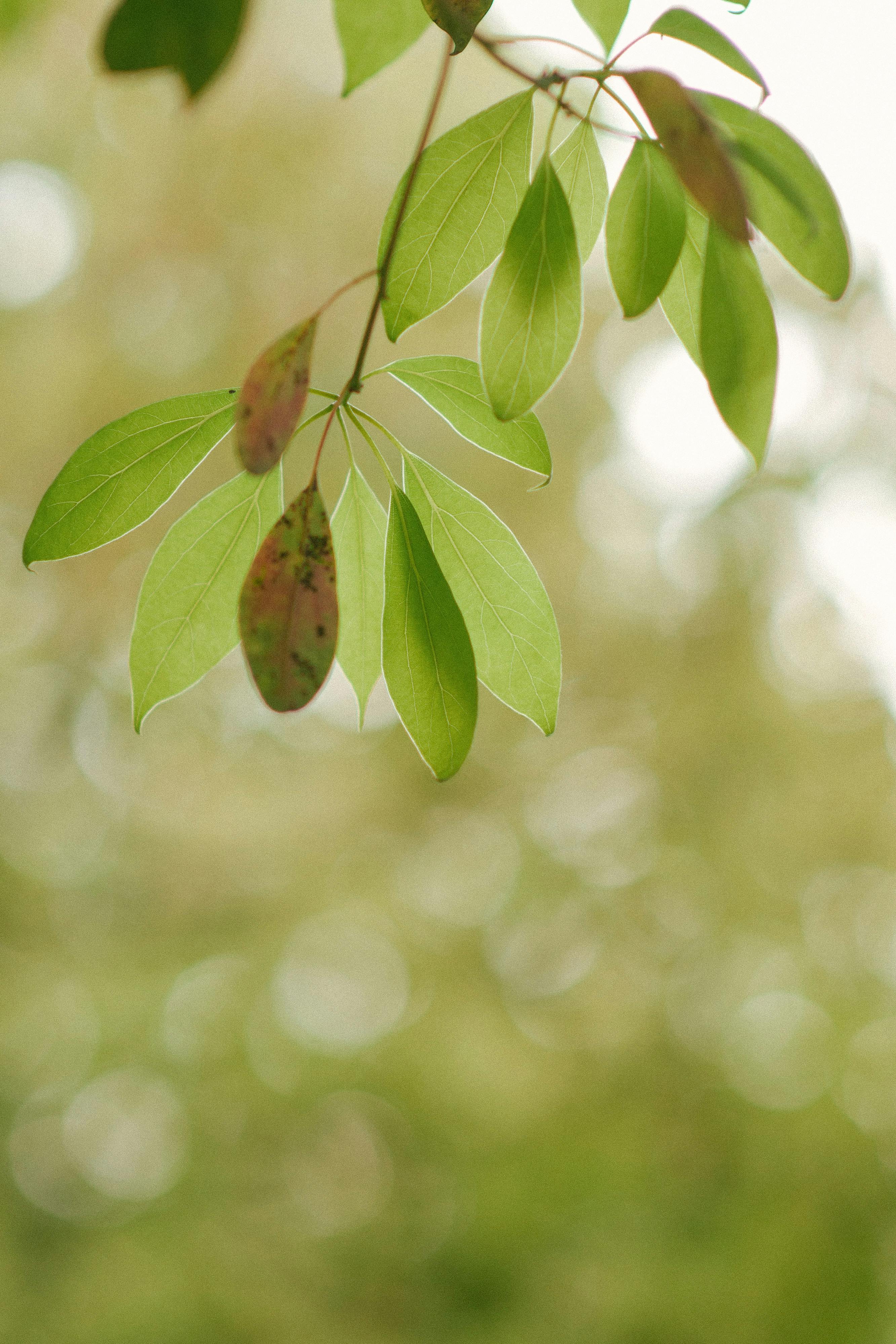 Gray Stones · Free Stock Photo