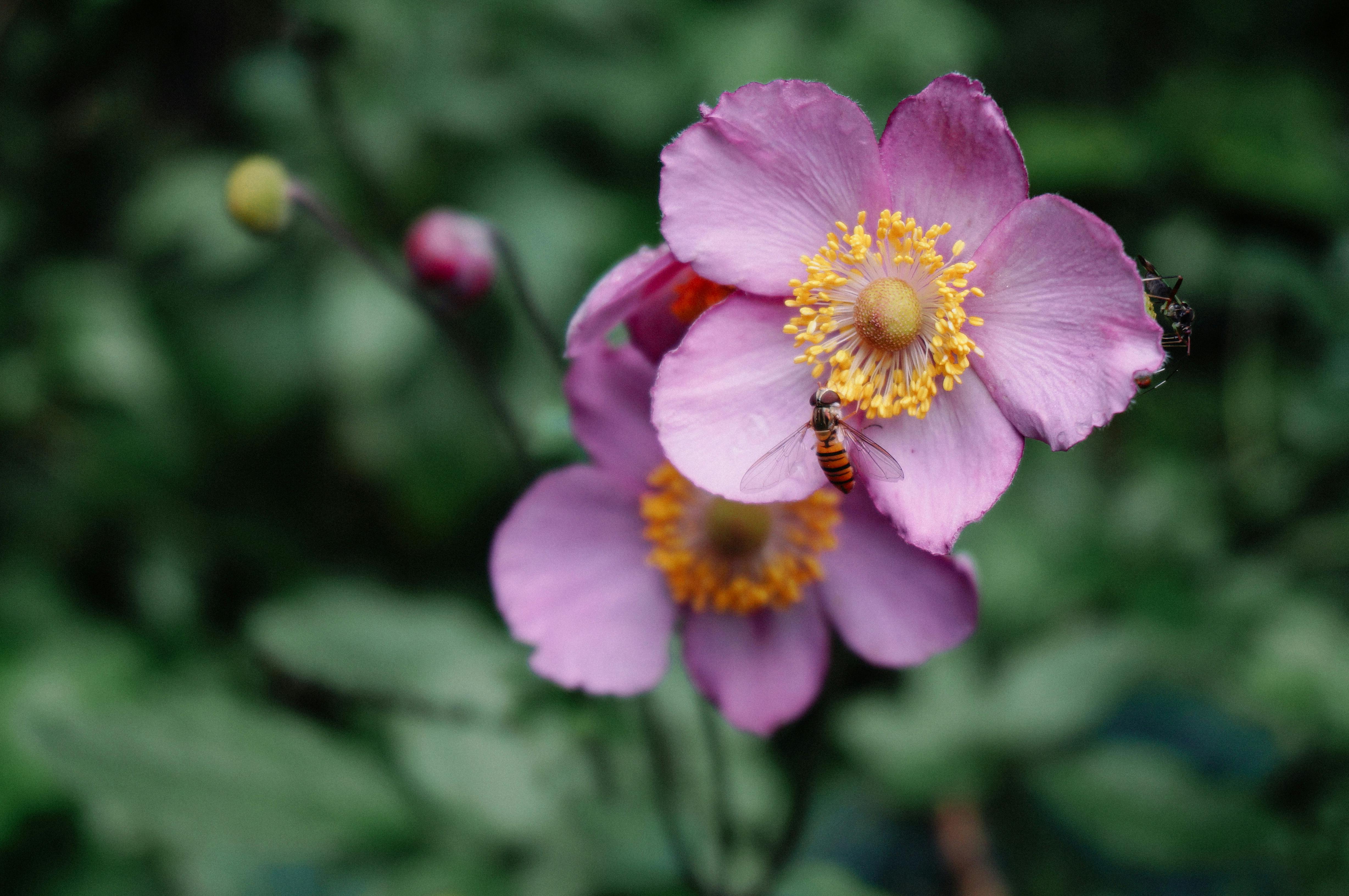 Anemone Flower Photos, Download The BEST Free Anemone Flower Stock ...