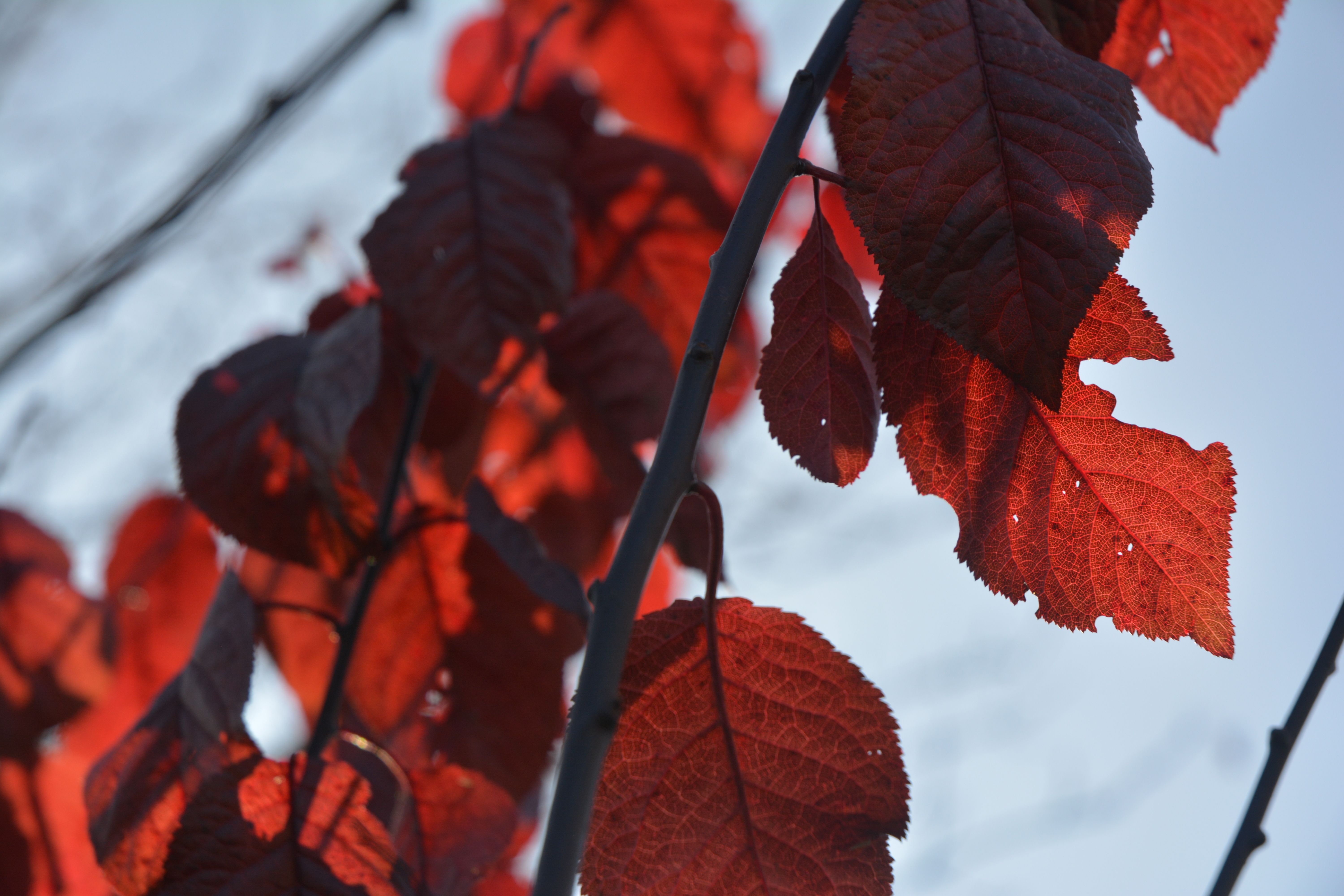 Plums on Tree Branches · Free Stock Photo