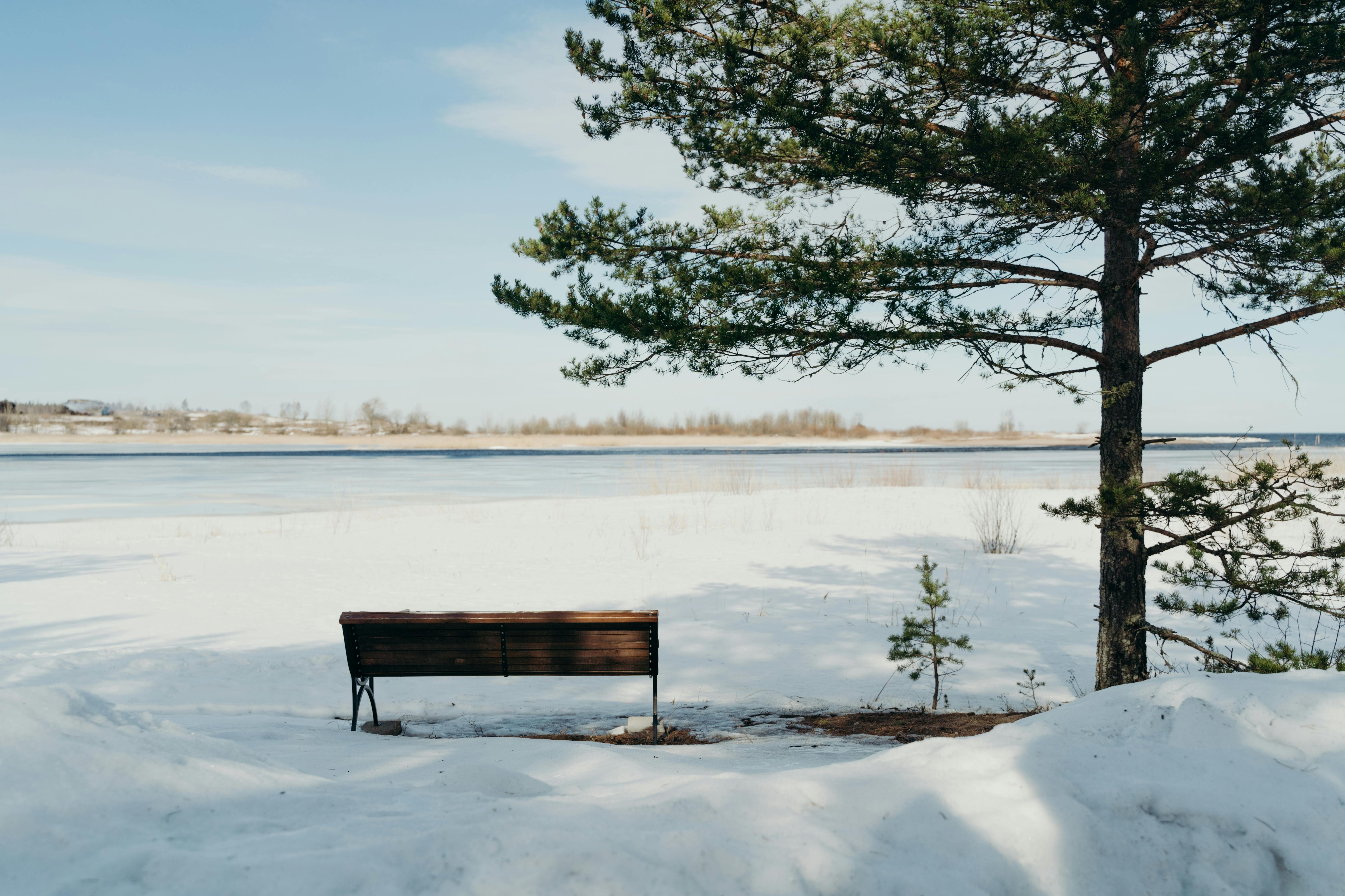 Lonely Bench by the Tree in Winter · Free Stock Photo