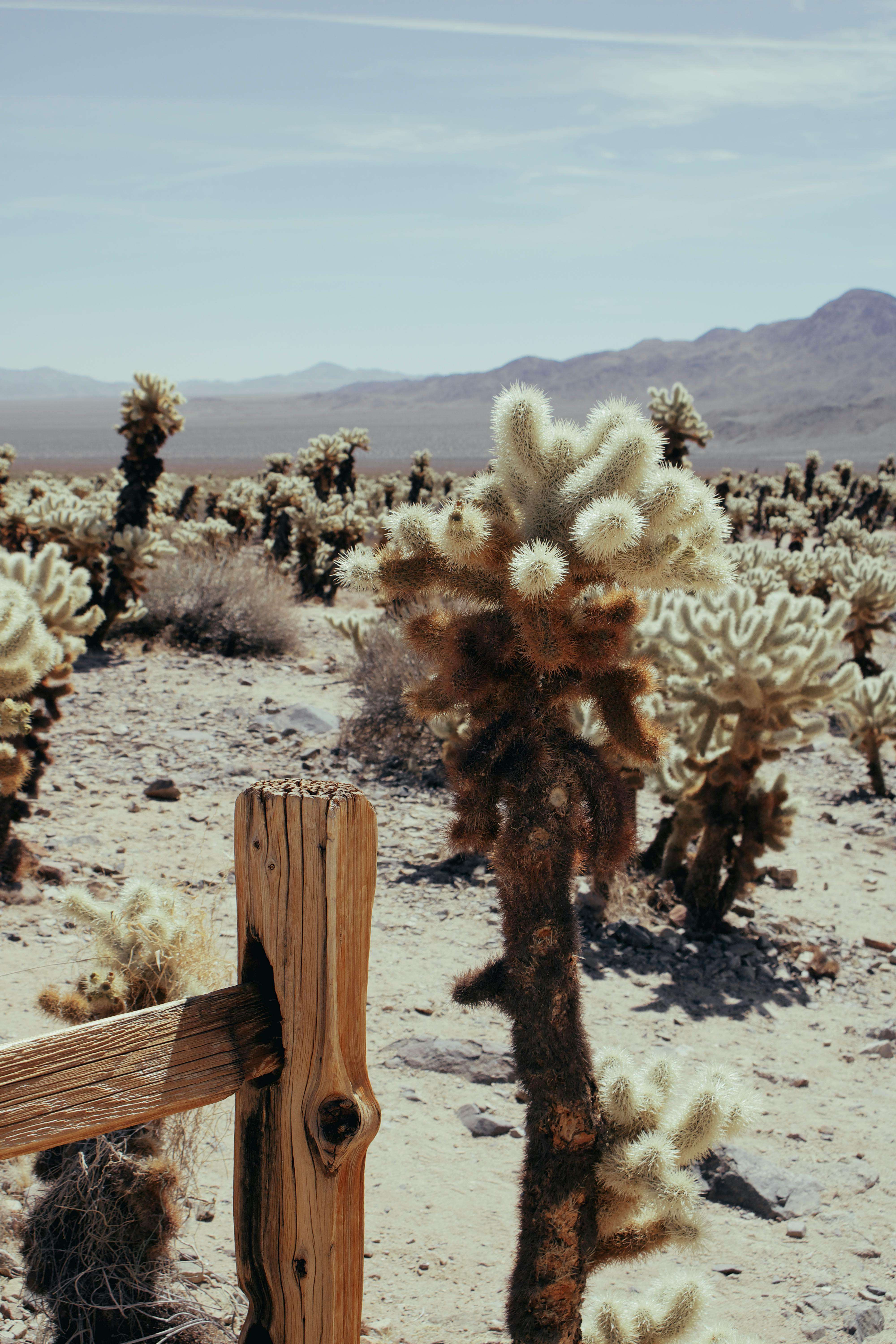 Cacti Colorado Photos, Download The BEST Free Cacti Colorado Stock ...