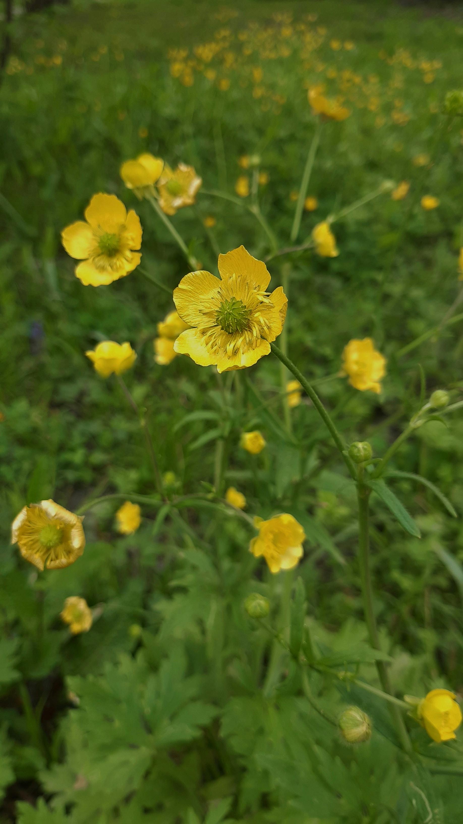 Matanat Algaeva - Photographie