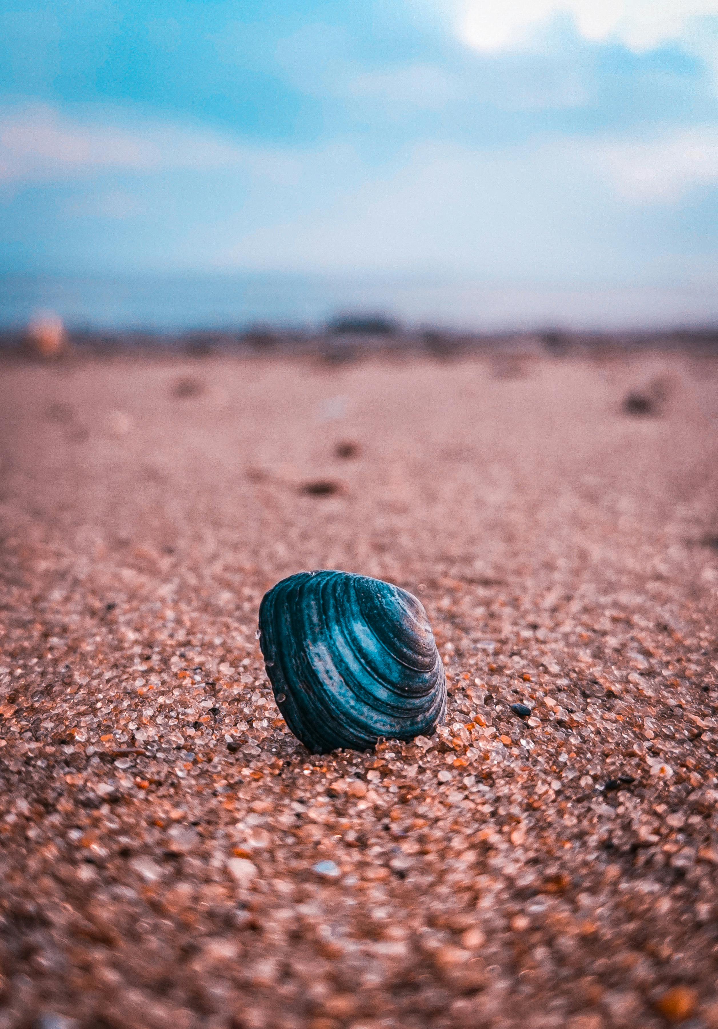Assorted Seashell on Sand · Free Stock Photo