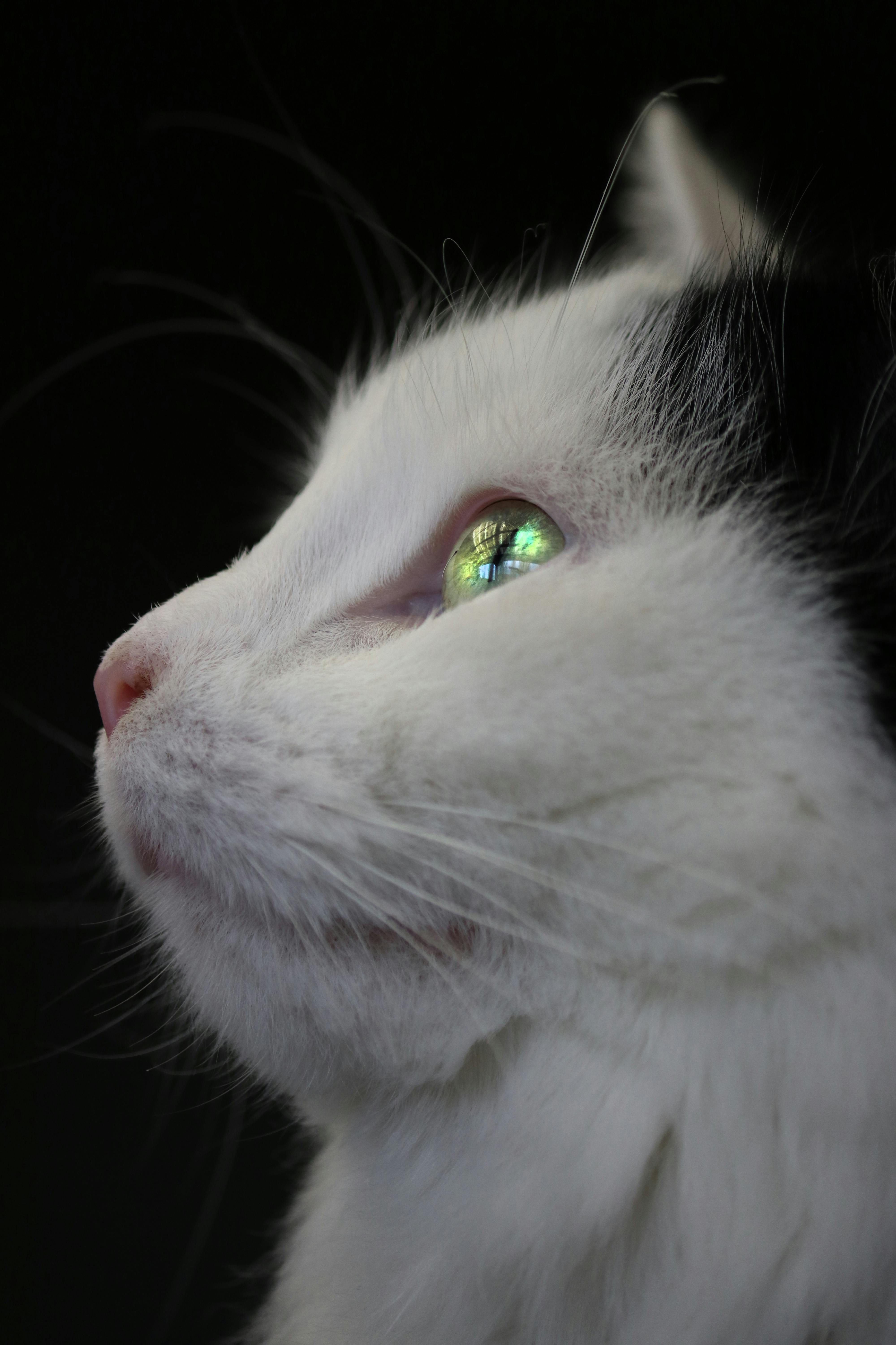 Close-Up Shot of a Cat's Side View · Free Stock Photo