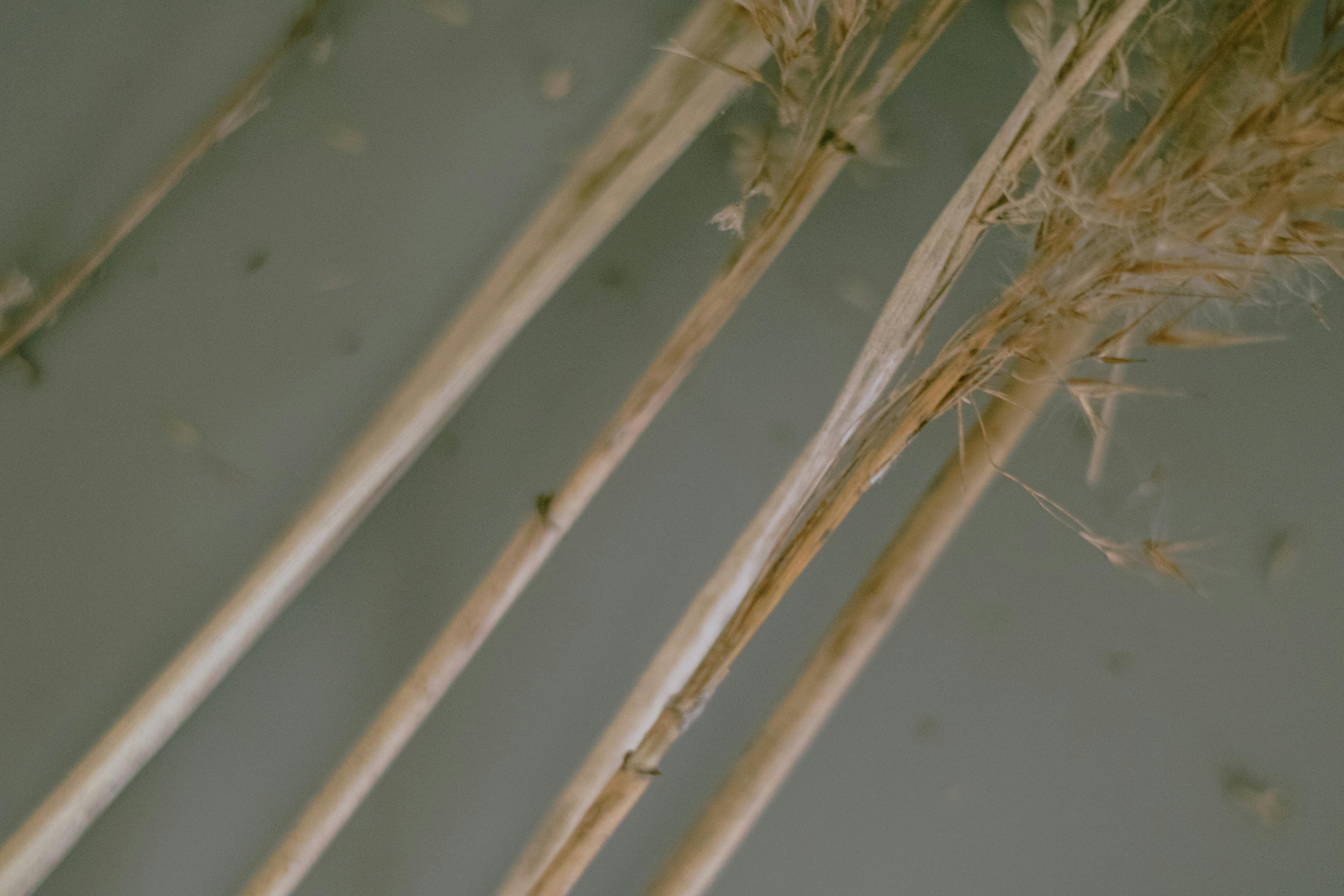 Panicle Reed in Close Up Photography · Free Stock Photo