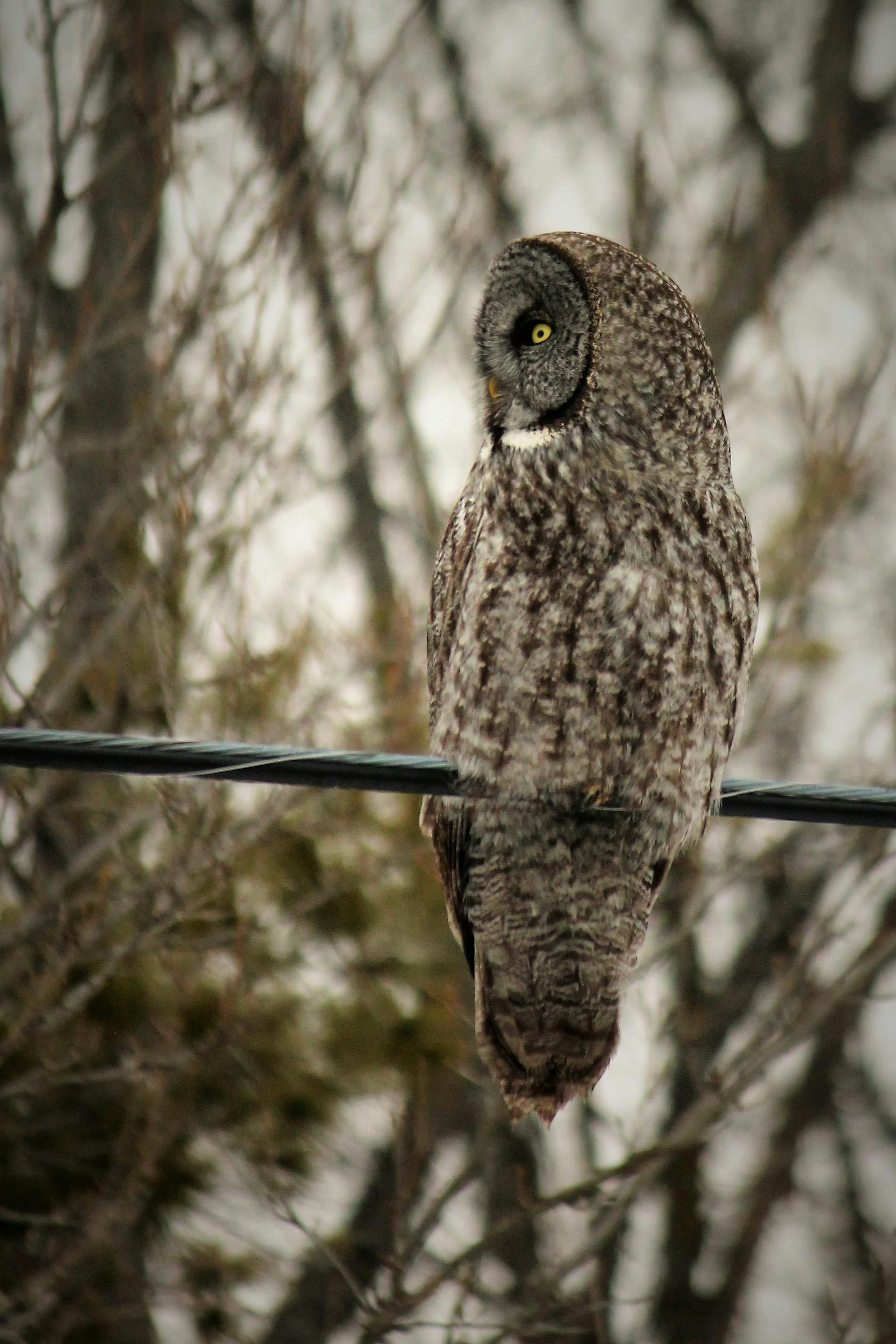 Gray Owl · Free Stock Photo