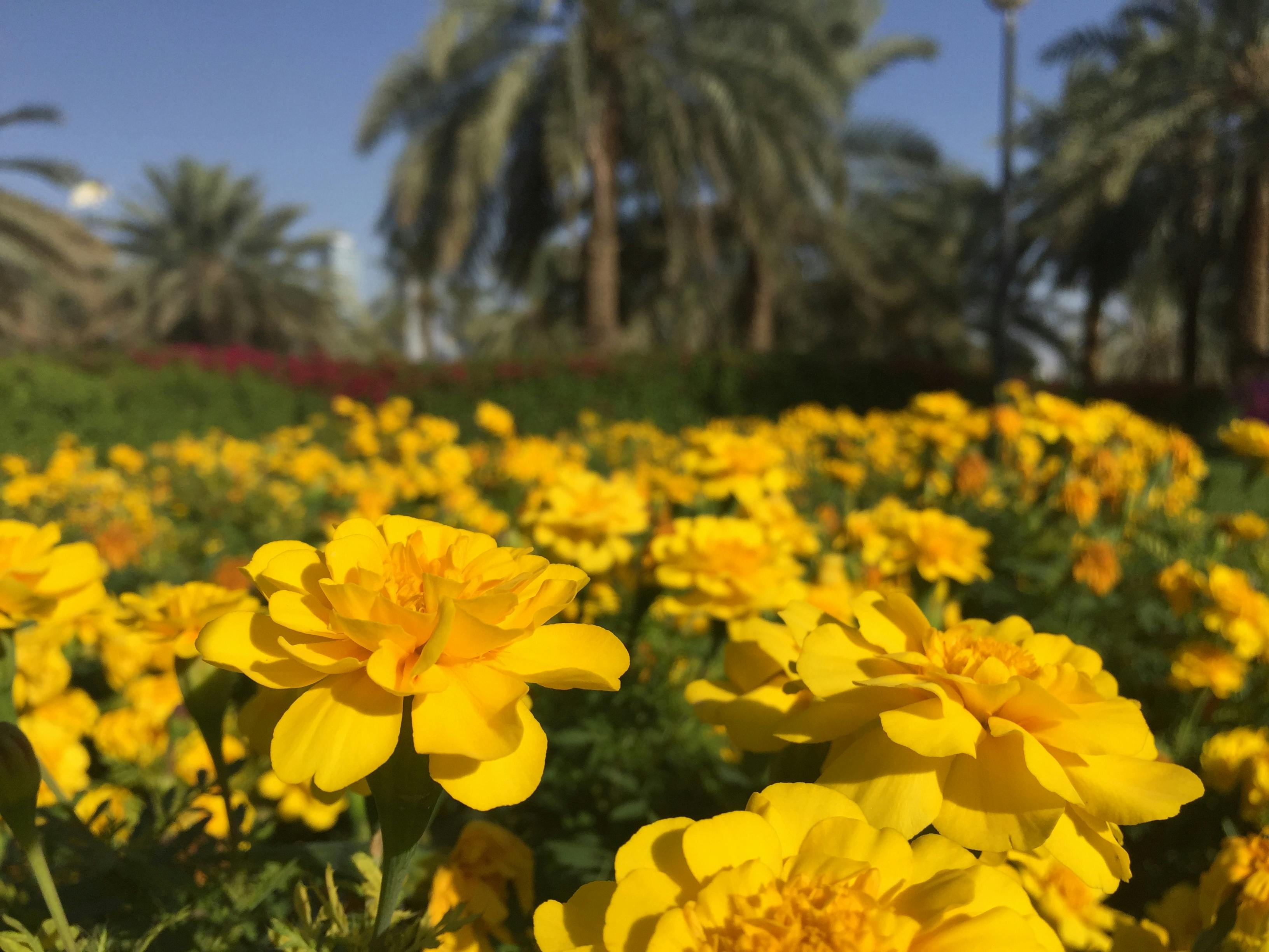 Marigold Background Photos, Download The BEST Free Marigold Background ...