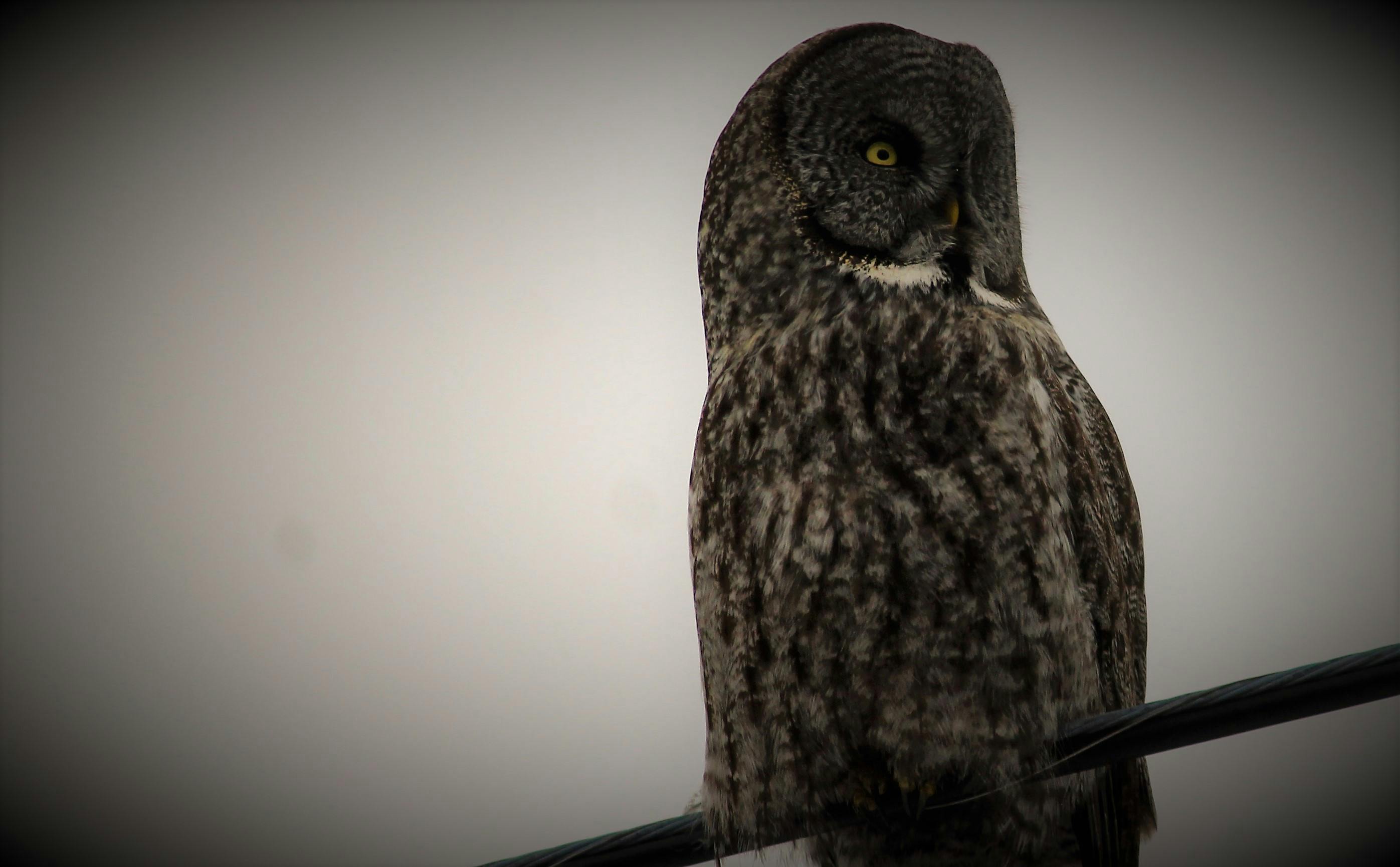 Free stock photo of Beard Owl Birds Tree Nature