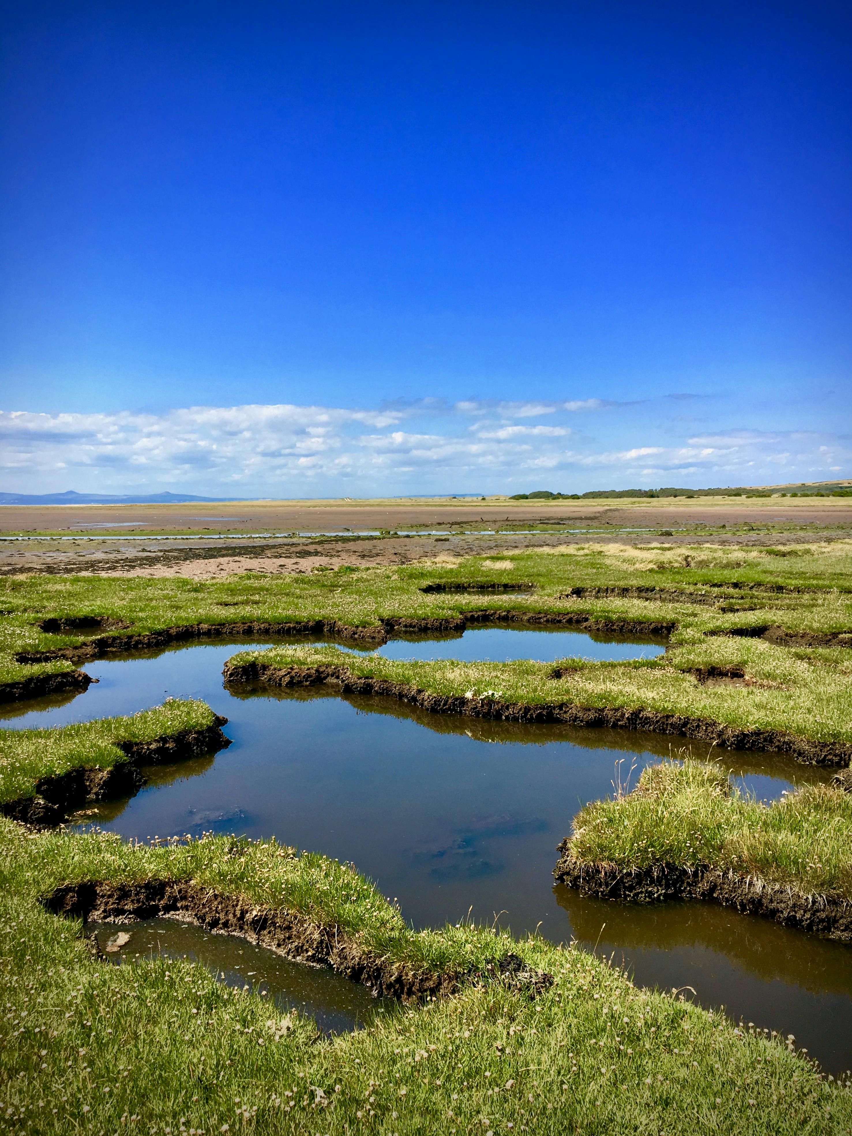 A Marsh Under Blue Sky · Free Stock Photo
