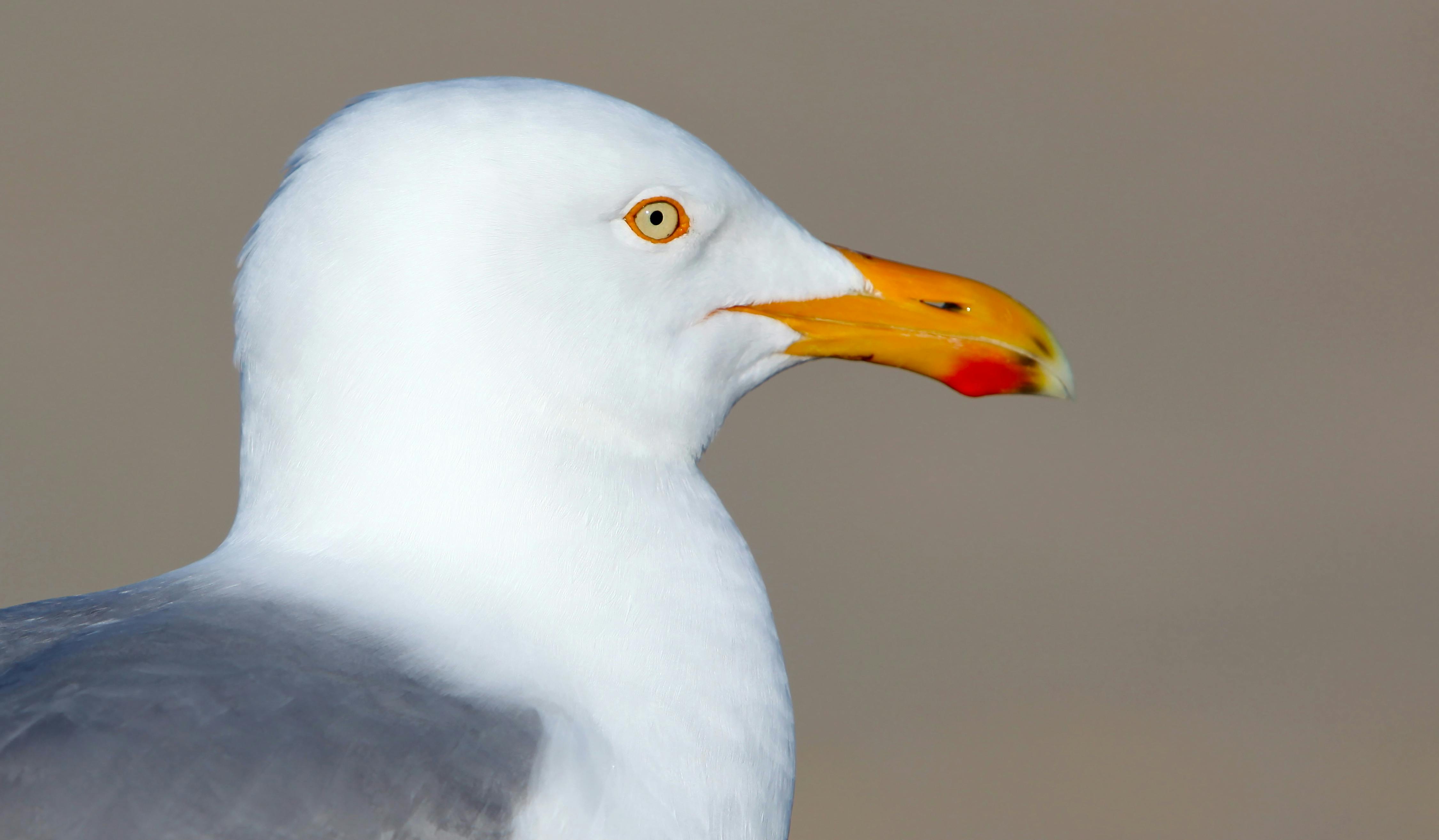 Side View of a Seagull's Head · Free Stock Photo