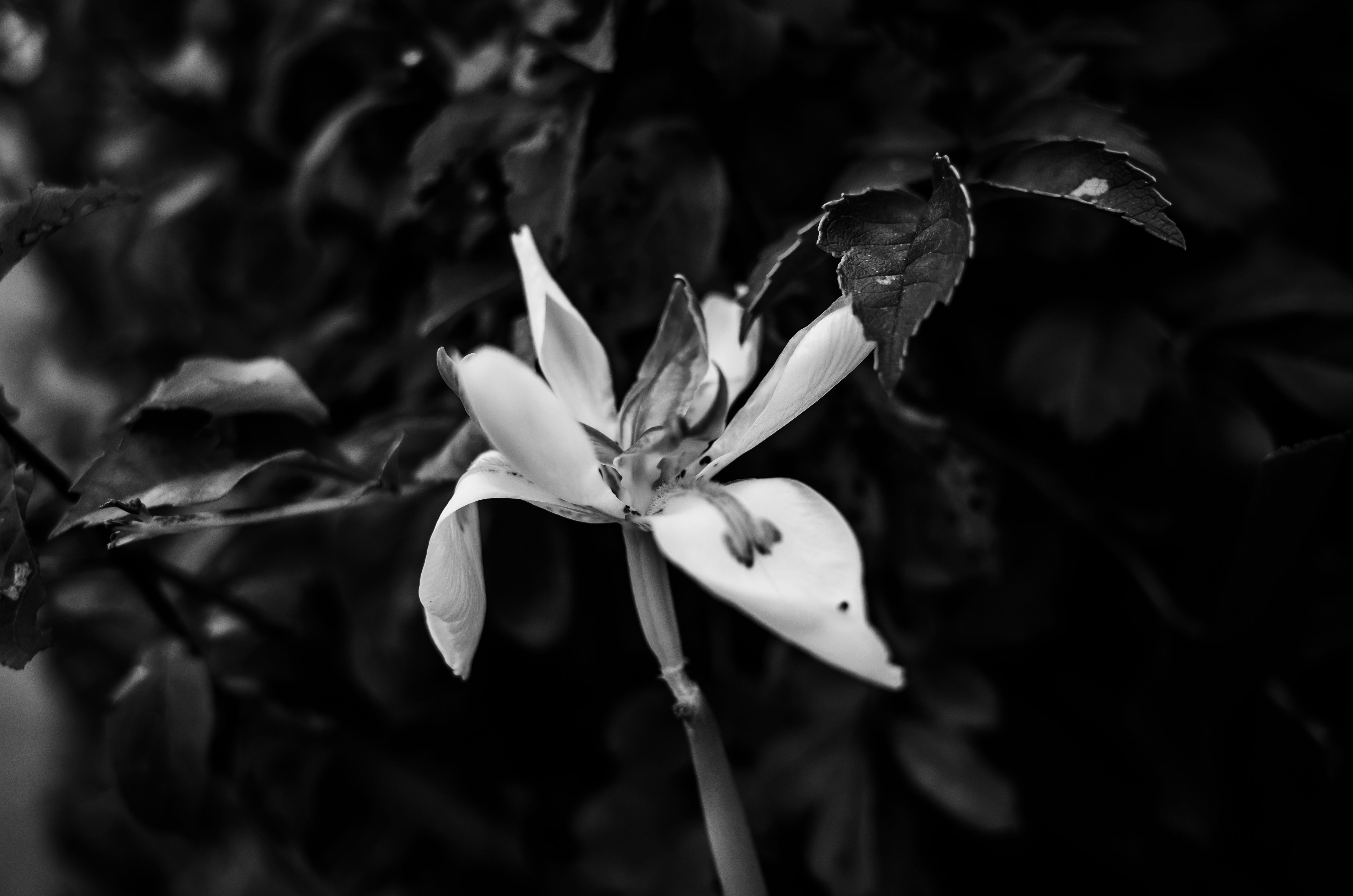 Monochrome Photograph of a Flower · Free Stock Photo