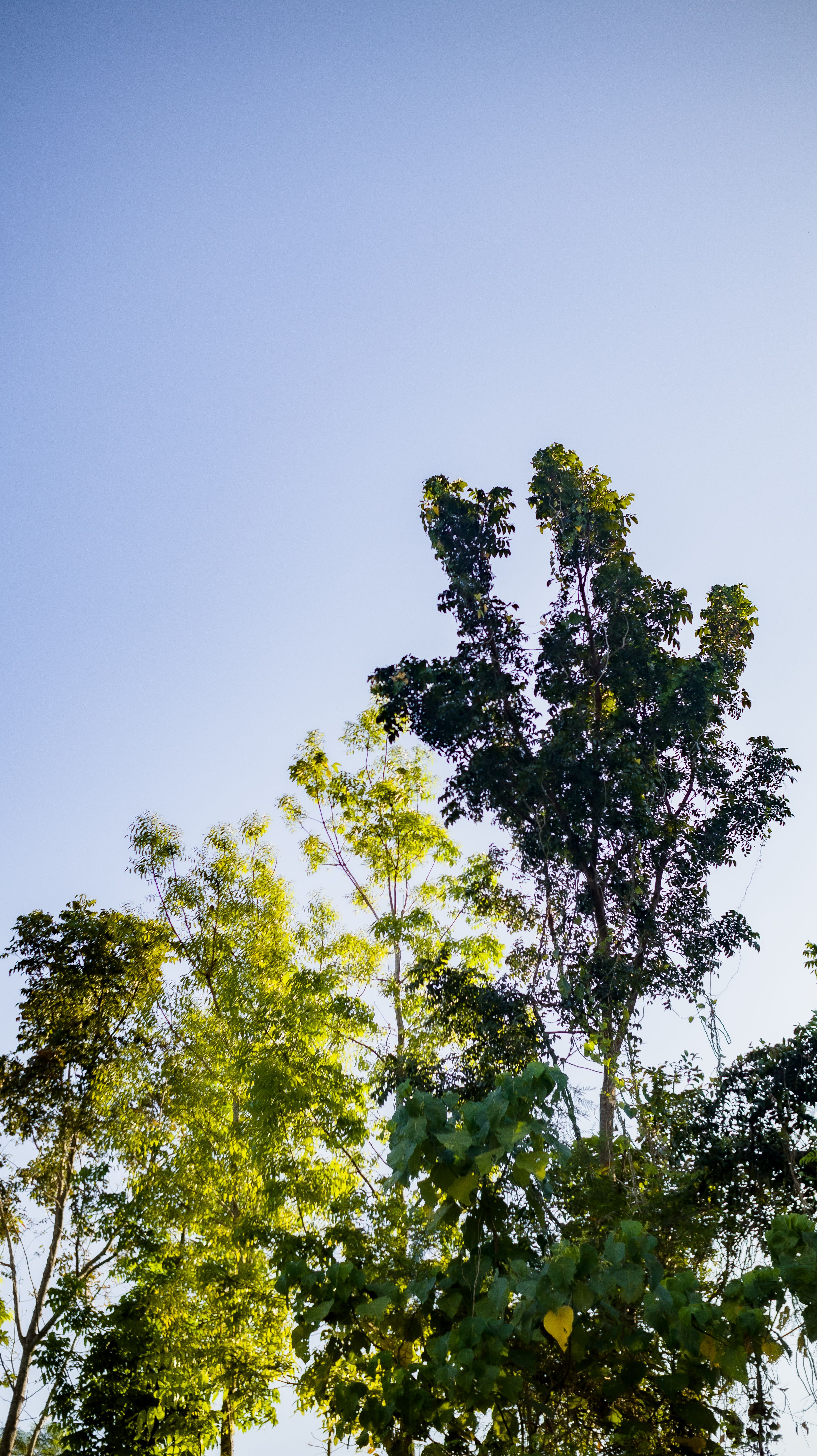 Green trees growing in park against cloudless sky · Free Stock Photo