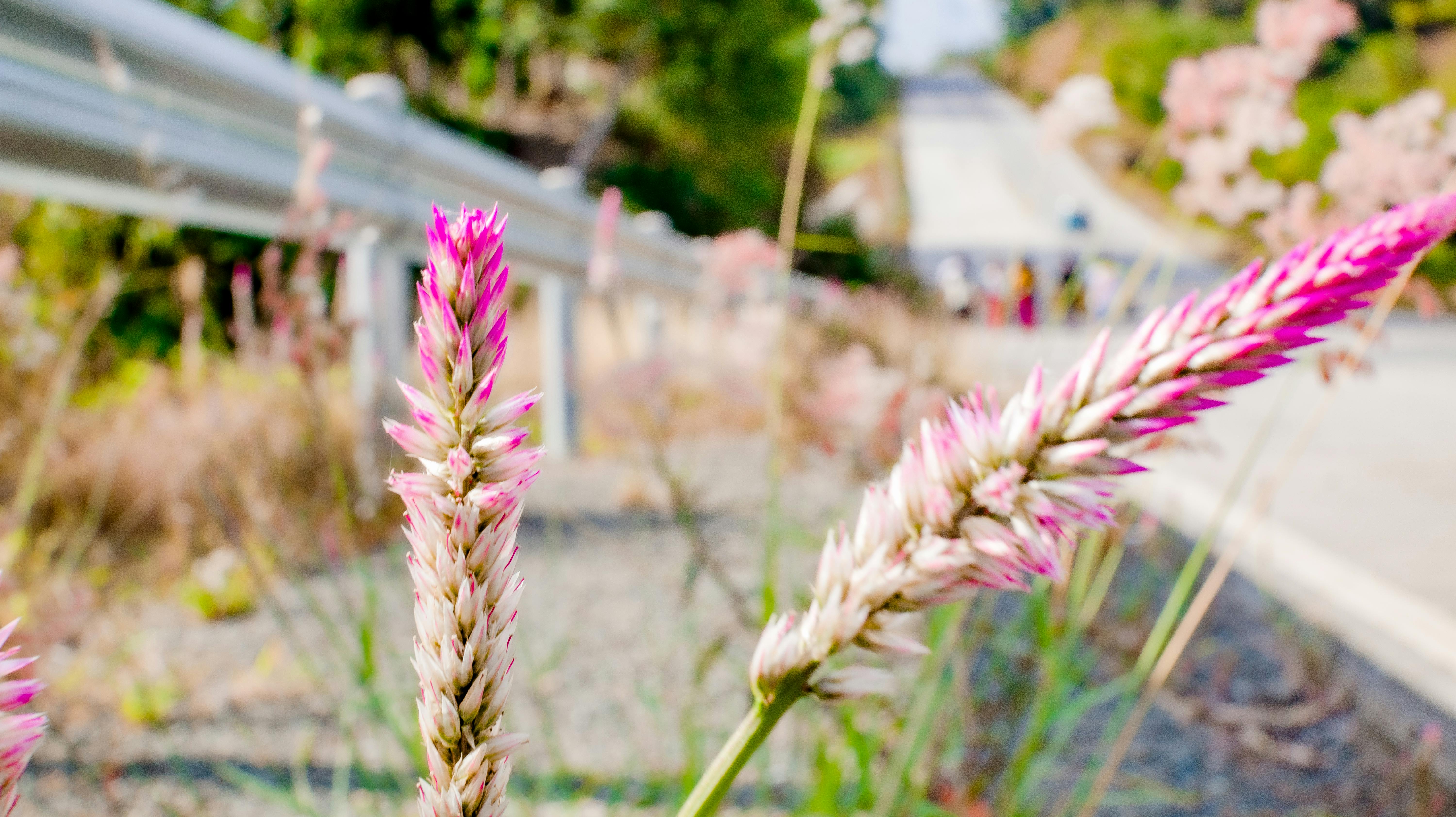 Flower Border Photos, Download The BEST Free Flower Border Stock Photos ...