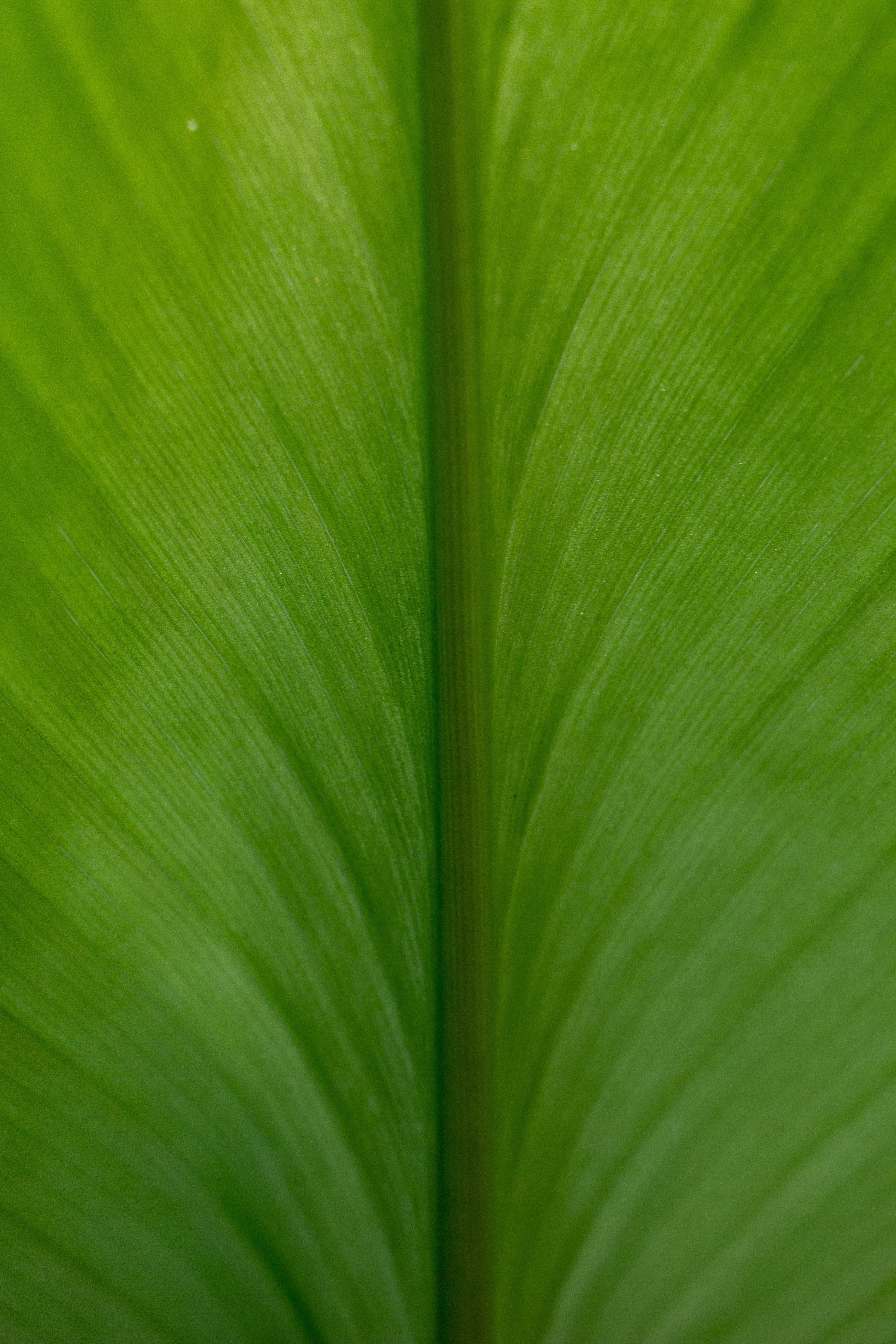 Macro Photography of a Leaf · Free Stock Photo