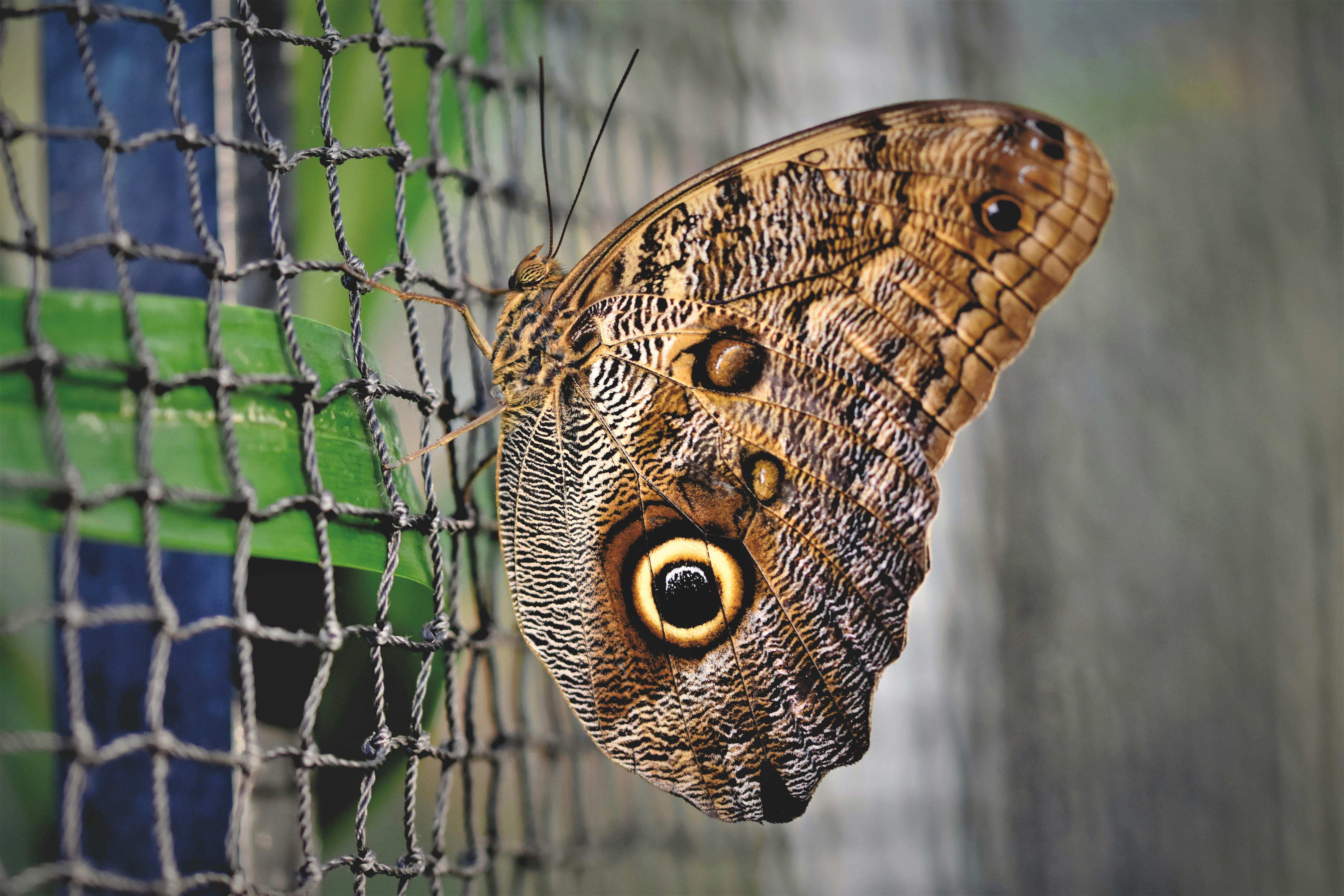 Close-up Photo of Beautiful Brown Butterfly · Free Stock Photo