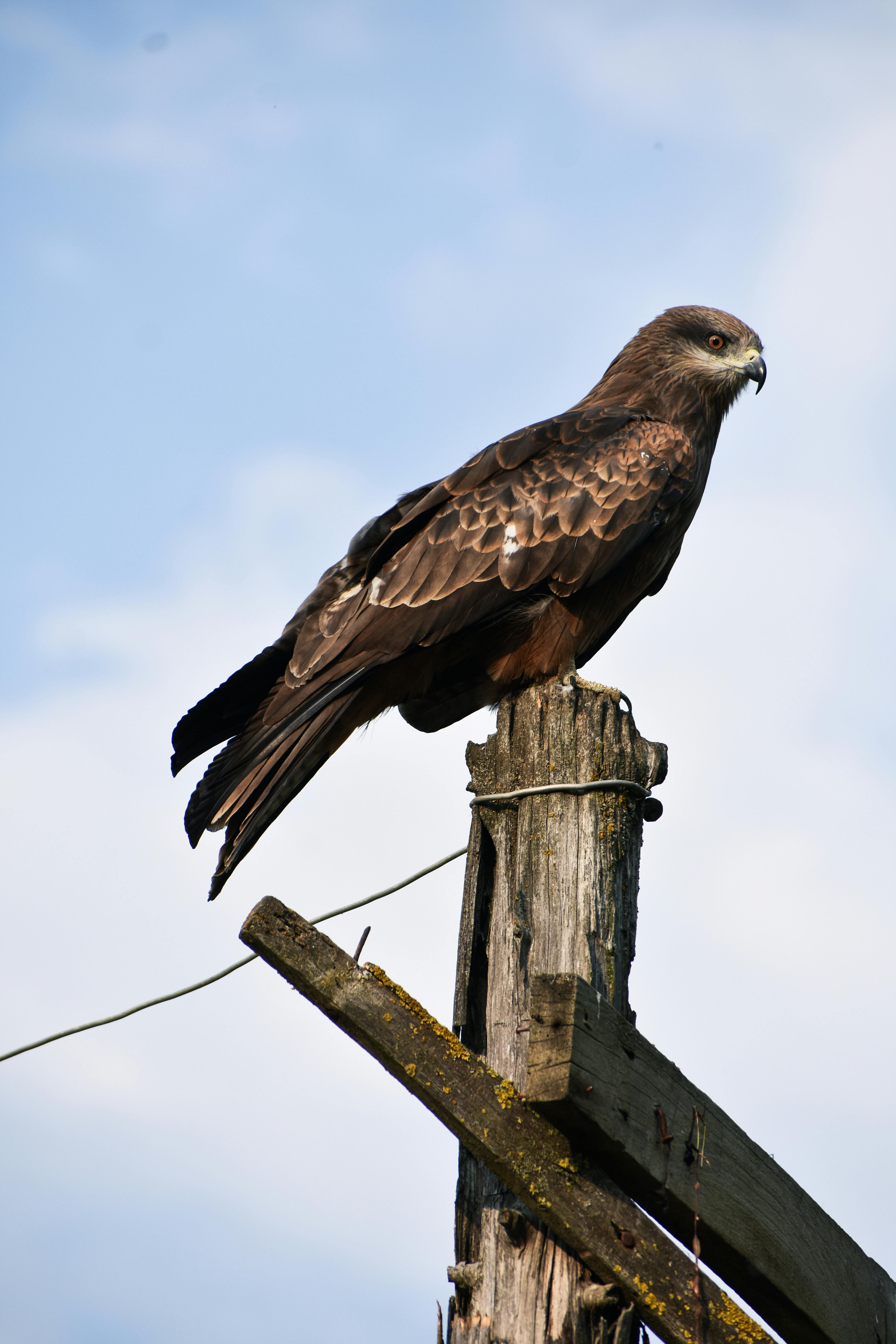 Brown Hawk Flying Freely · Free Stock Photo