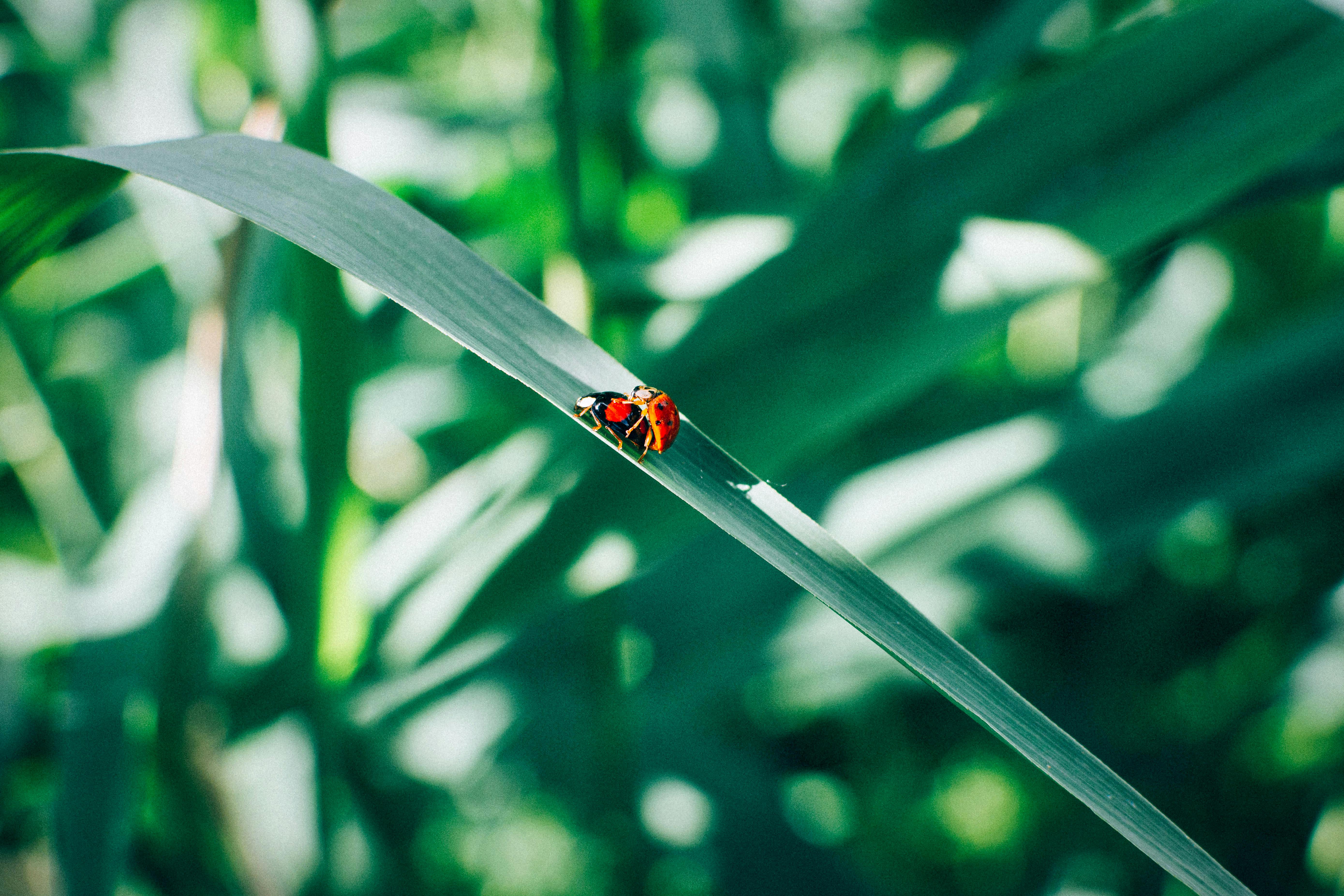 250+ Interesting Bug Photos Pexels · Free Stock Photos