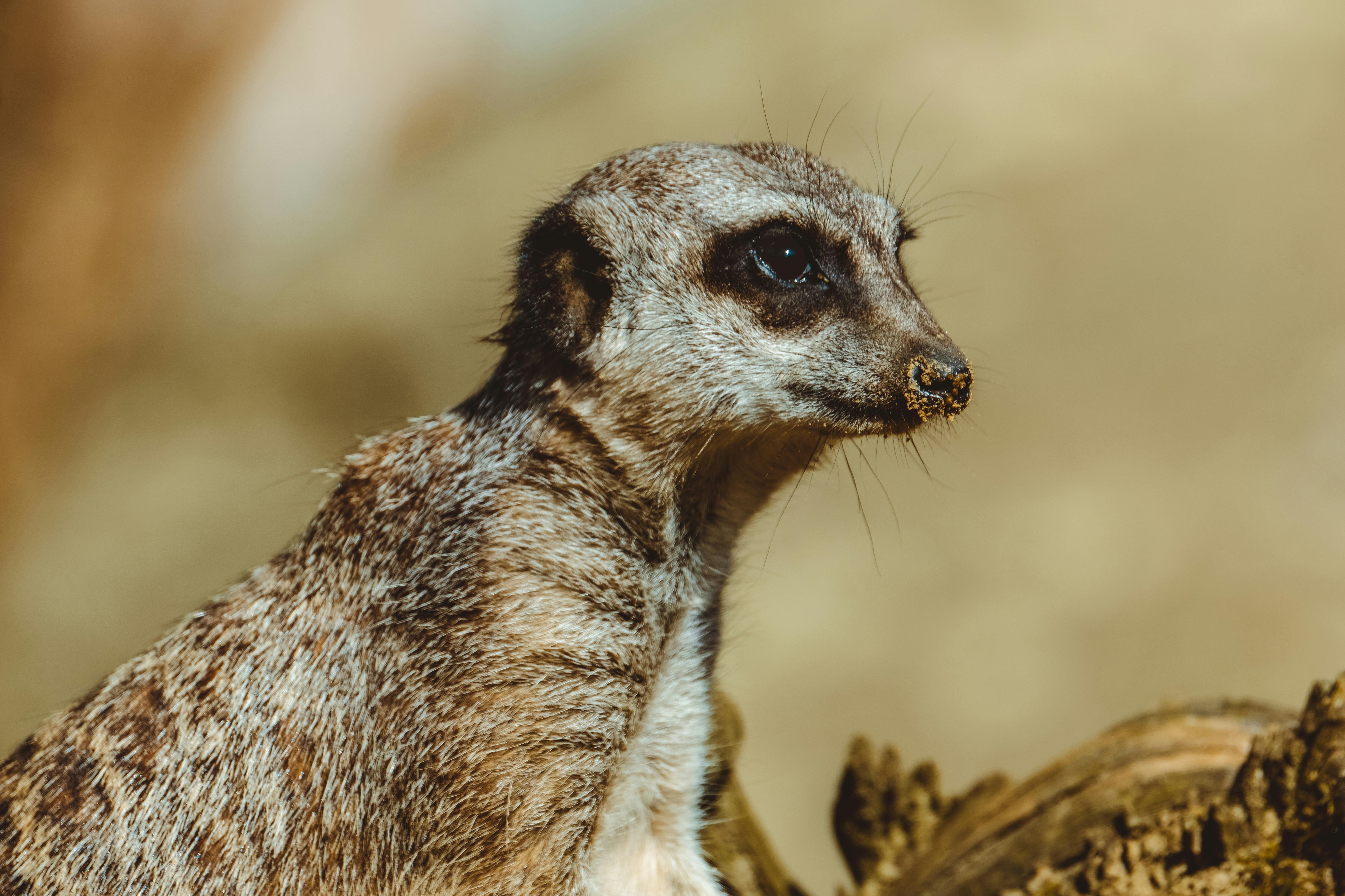 Close-Up Shot of a Brown Animal Fur · Free Stock Photo